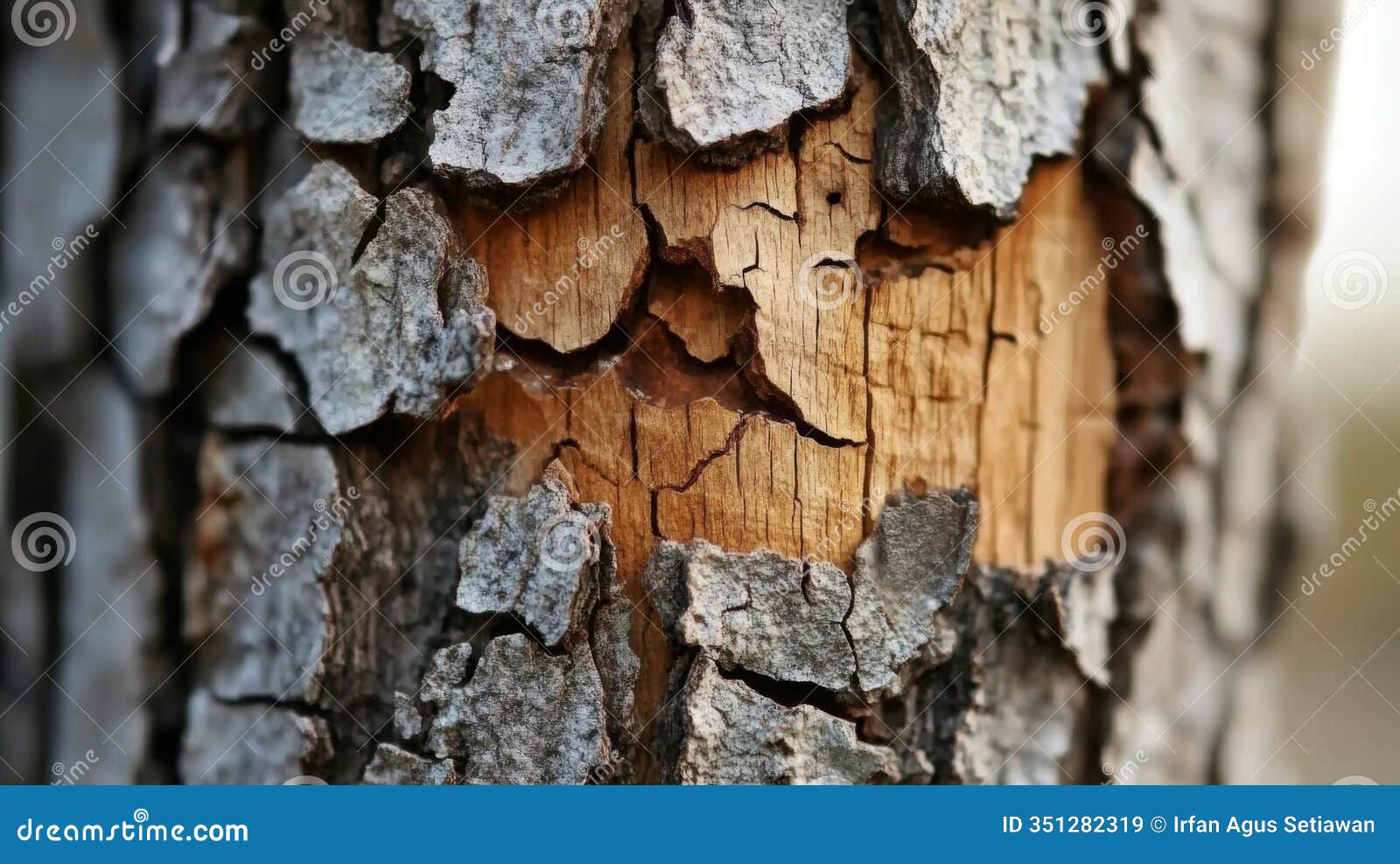 Damaged Tree Bark Reveals Inner Wood Texture Stock Illustration ...