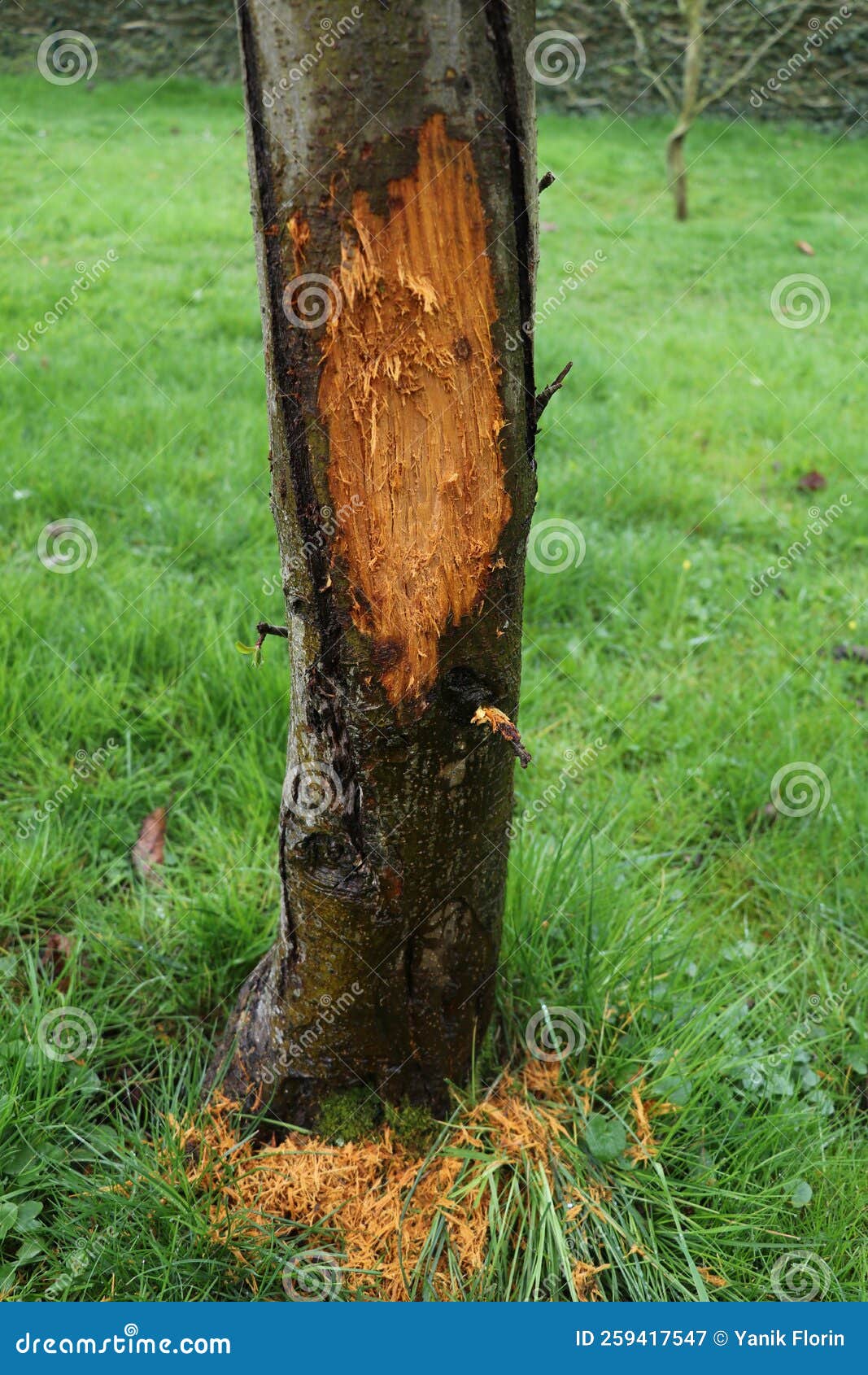 Roebuck Damage To a Tree Trunk Stock Image - Image of wood, outdoors ...