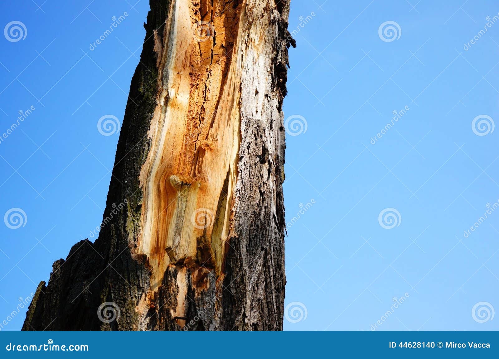 Damaged tree stock photo. Image of tree, bark, blue, damaged - 44628140
