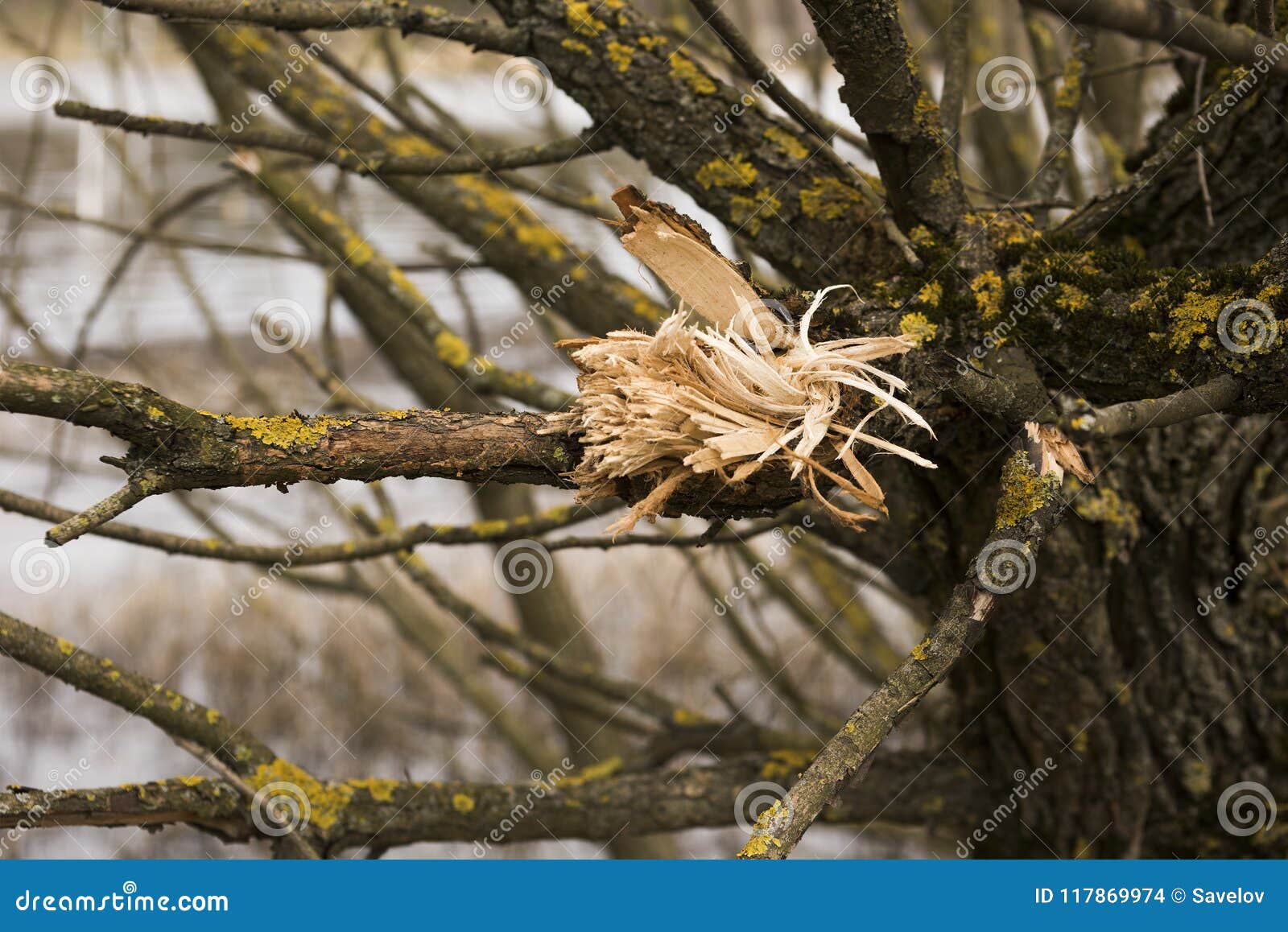 Damaged Tree Branch is Close Stock Photo - Image of nature, splintered ...