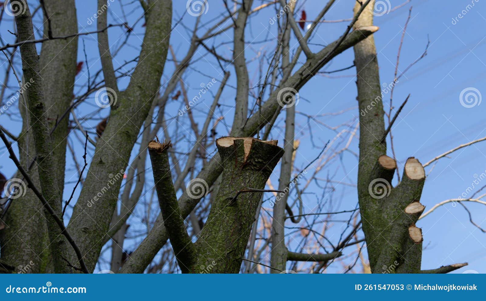 Damaged Tree Branch during Cutting Stock Image - Image of branch, cause ...