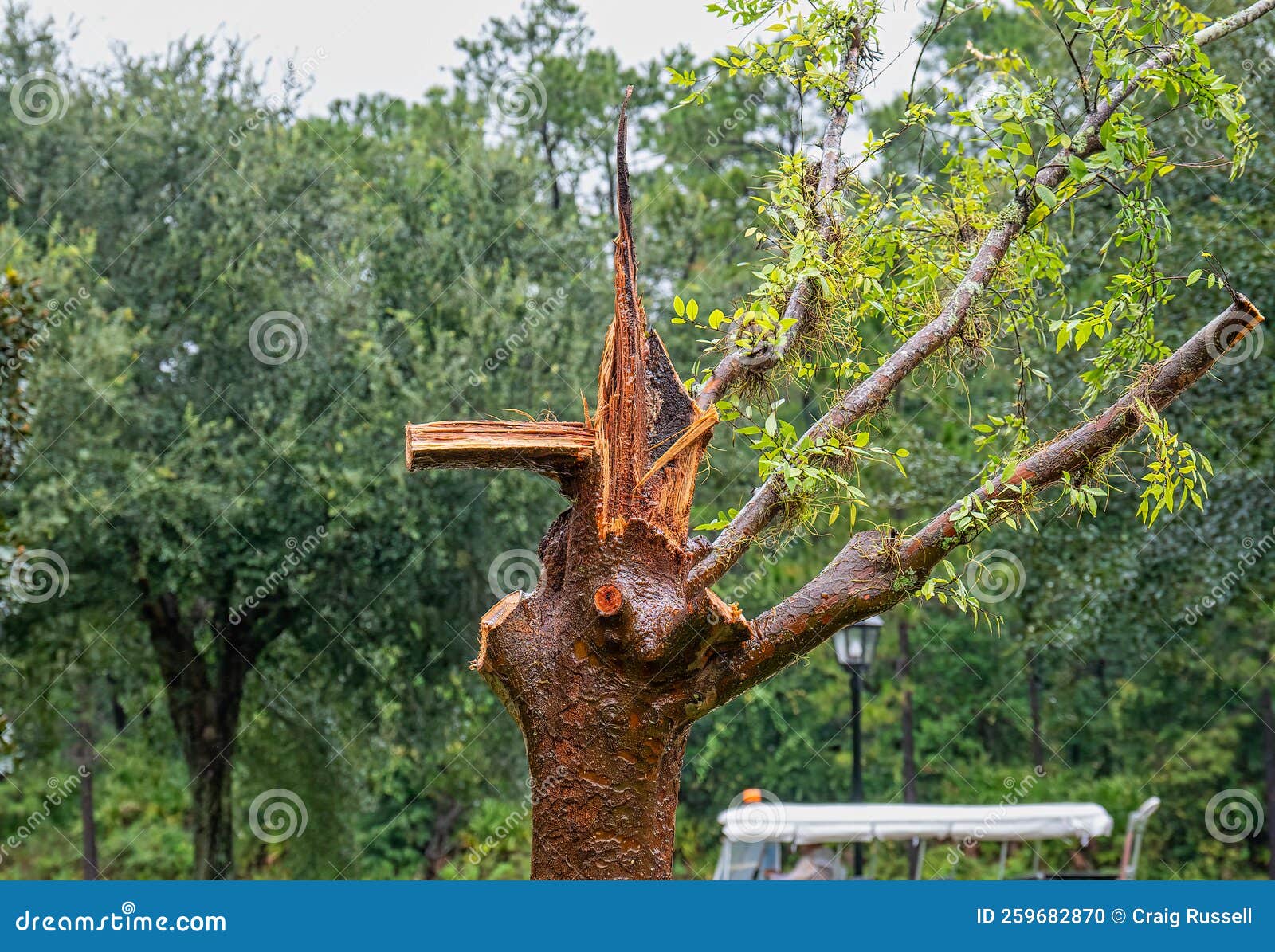 A Damaged Tree Broken after a Storm Stock Photo - Image of storm ...