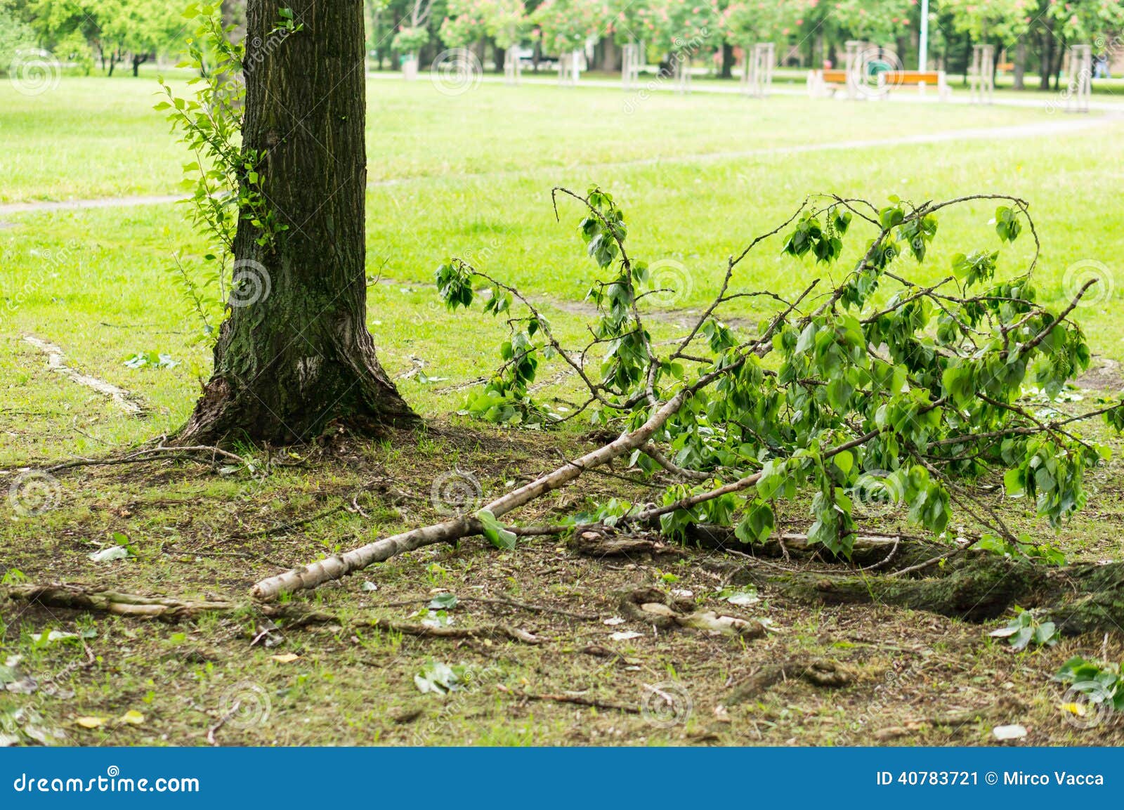 Damaged tree stock image. Image of grass, natural, outdoor - 40783721