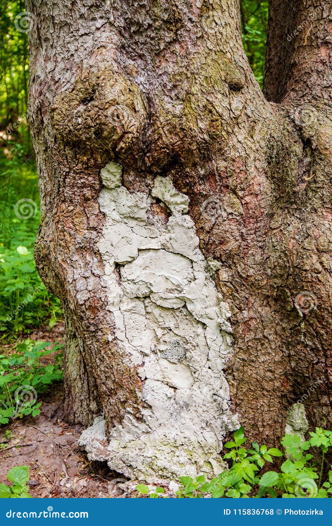 Damaged Tree with Patch of Cement Stock Photo - Image of crack, injury ...
