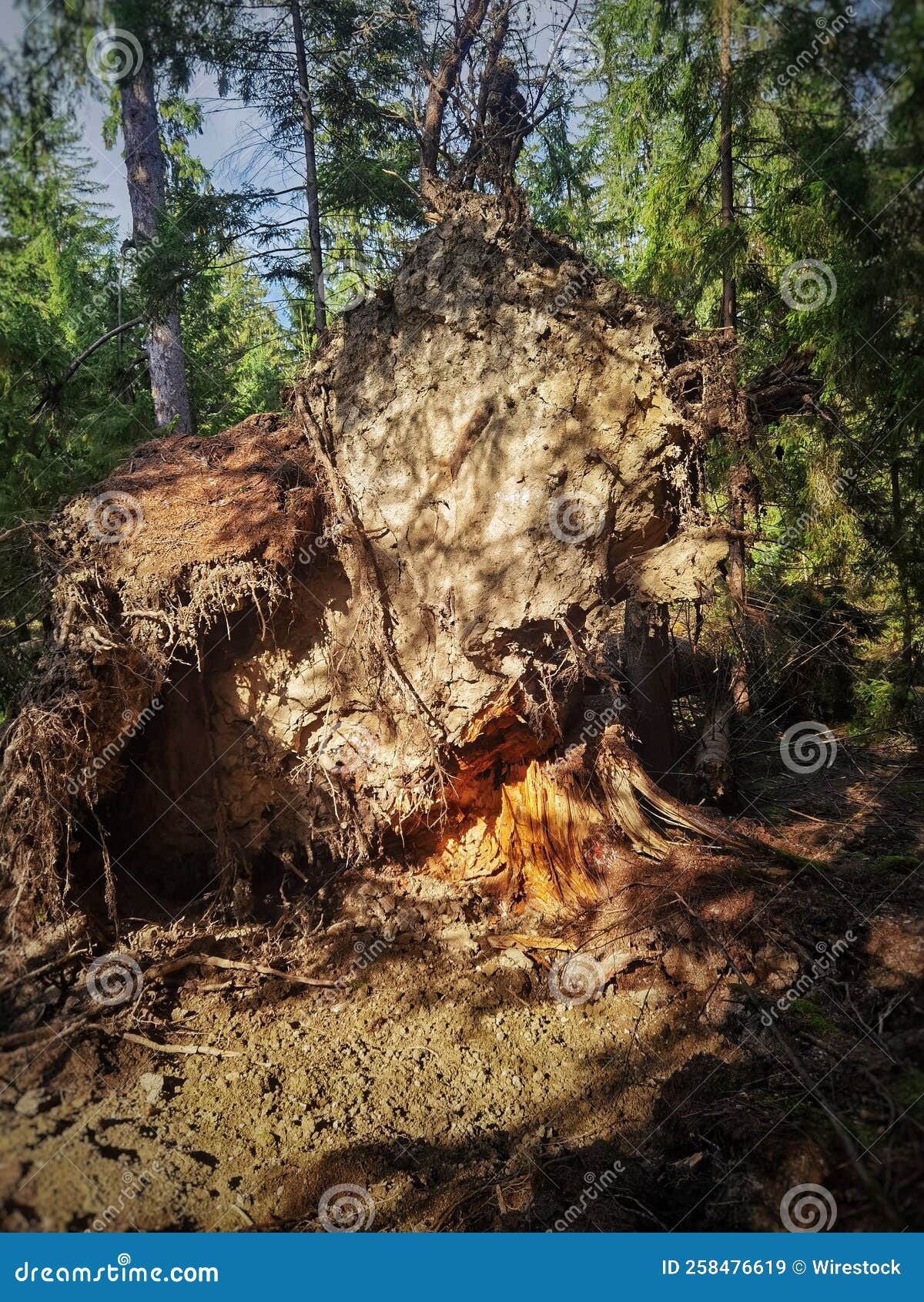 Damaged Tree S Trunk Under Sunlight in a Forest Stock Image - Image of ...