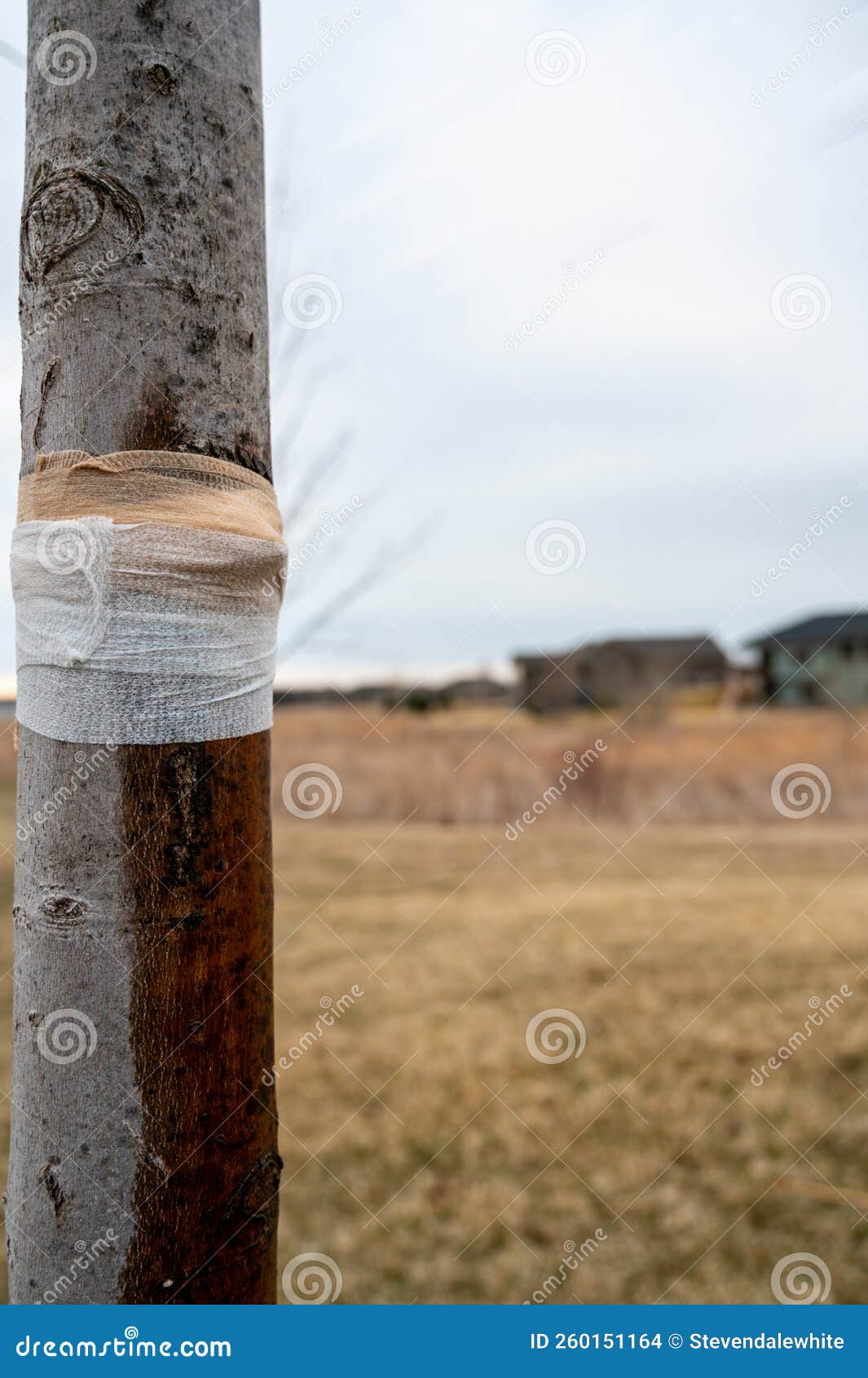 Damaged Tree with Sap Weeping Down the Bark and a Protective Bandage ...