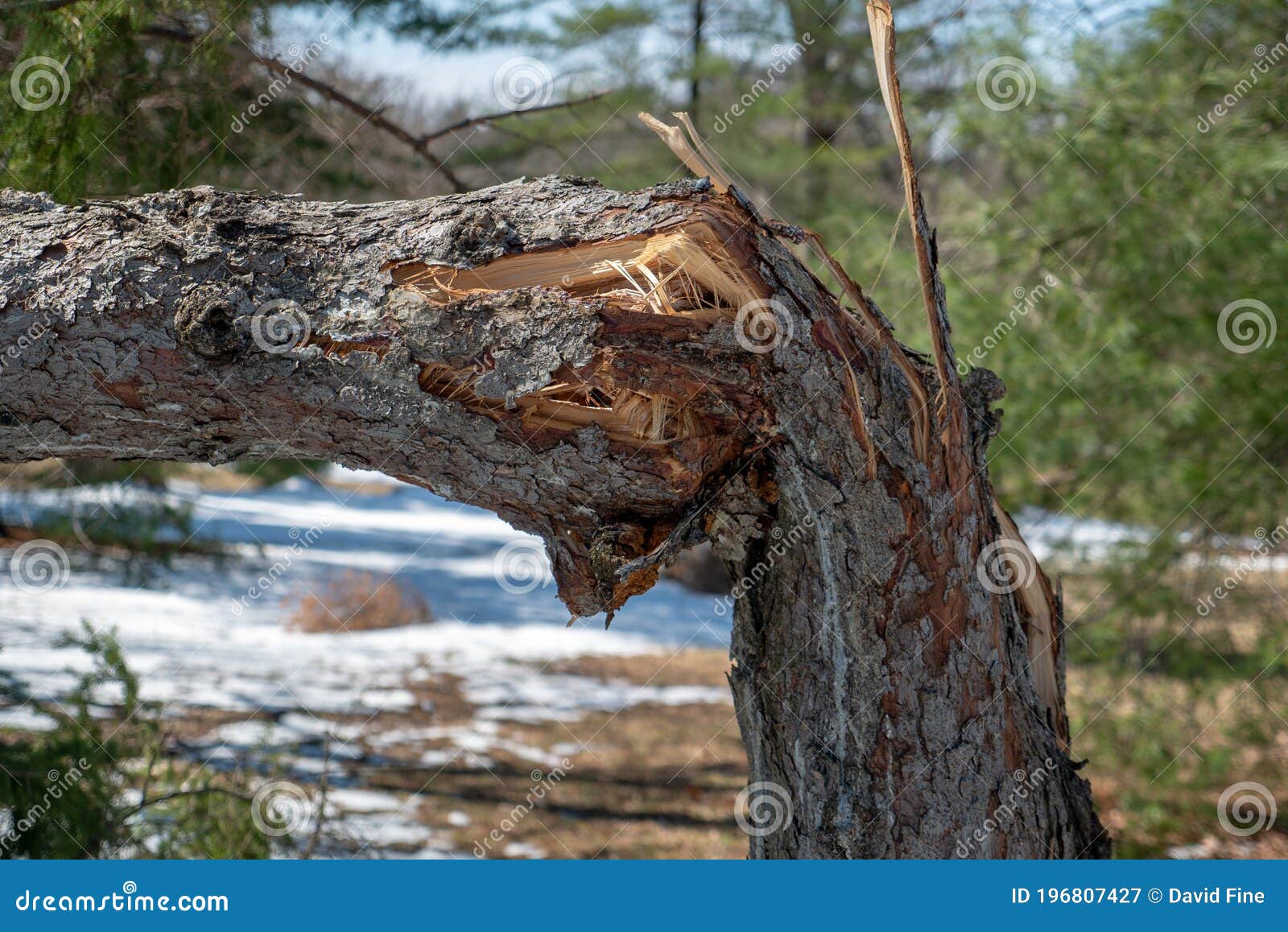 Damaged Tree in Snow Has Fallen Stock Image - Image of aftermath ...