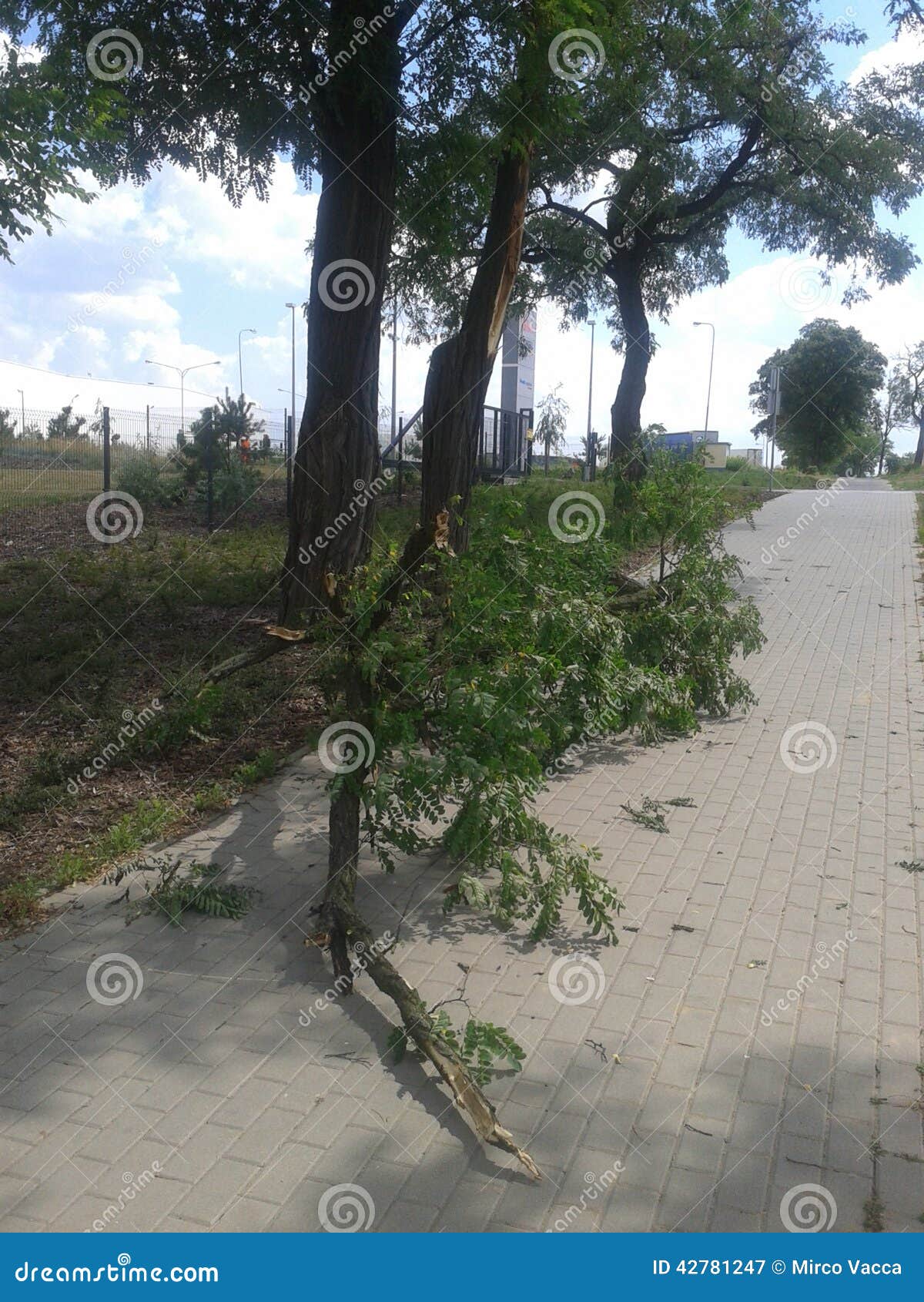 Damaged tree stock image. Image of damaged, natural, tree - 42781247