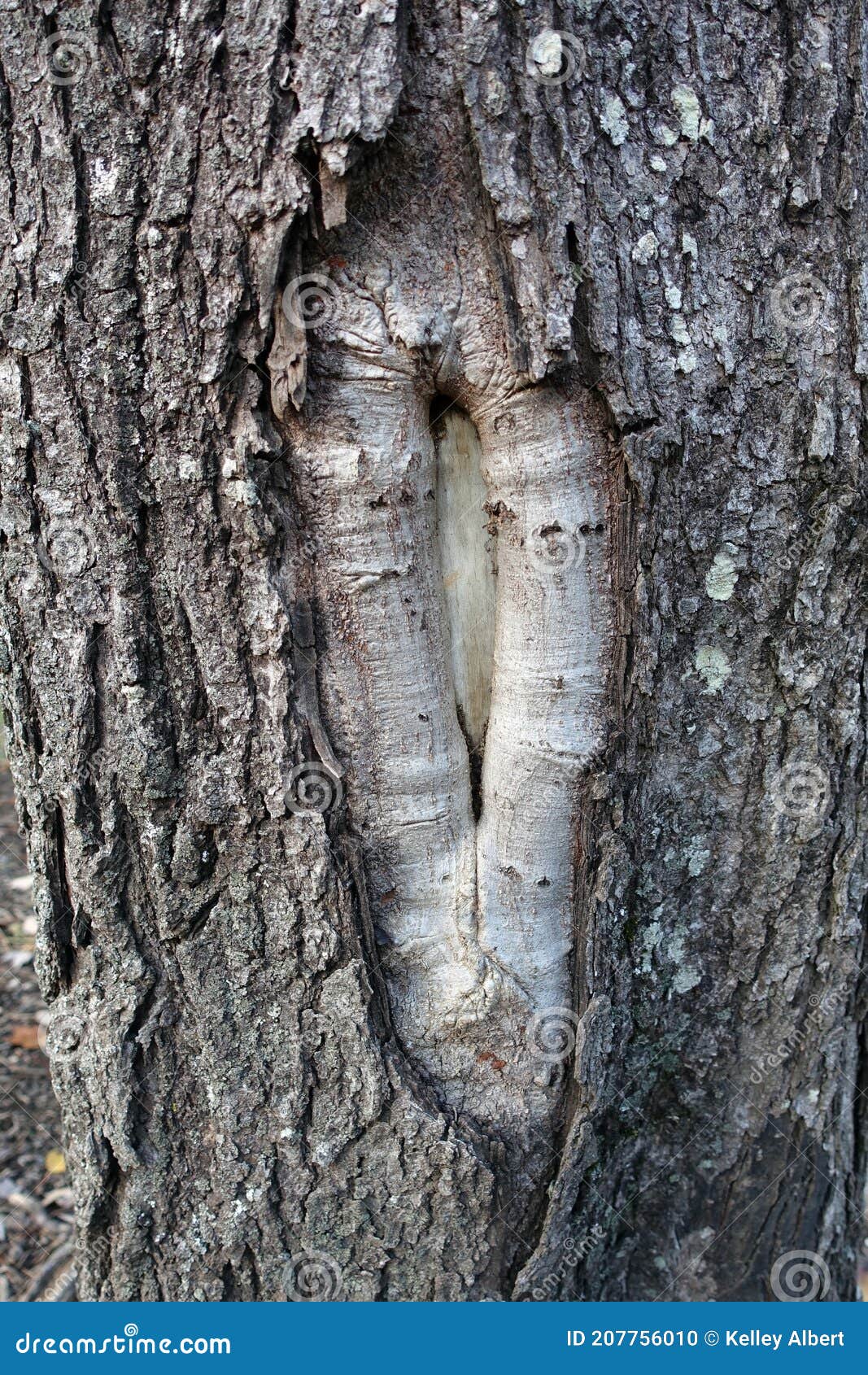 Damaged Tree with Healed Wood Knot Stock Photo - Image of background ...