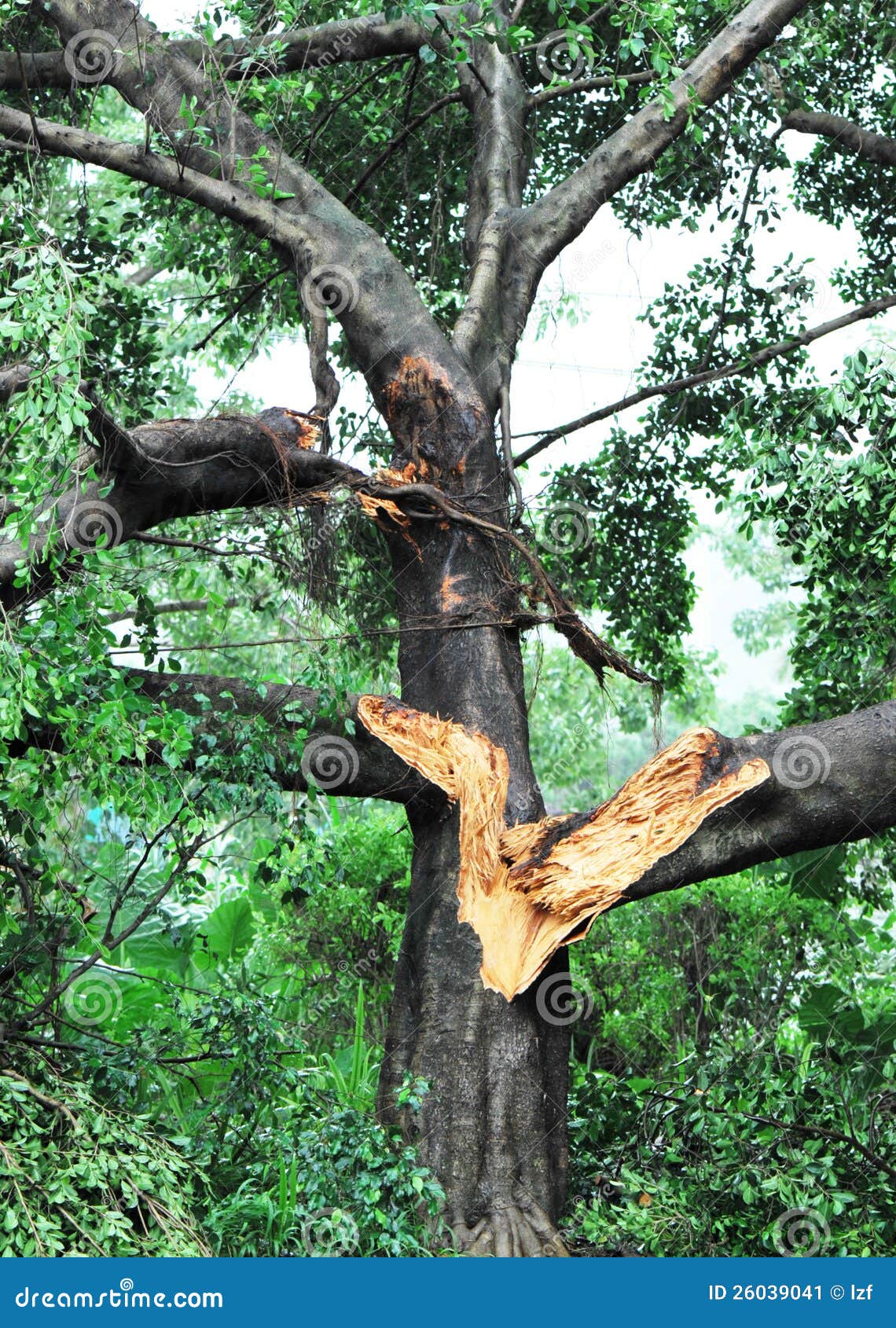 Damaged tree after typhoon stock image. Image of cyclone - 26039041
