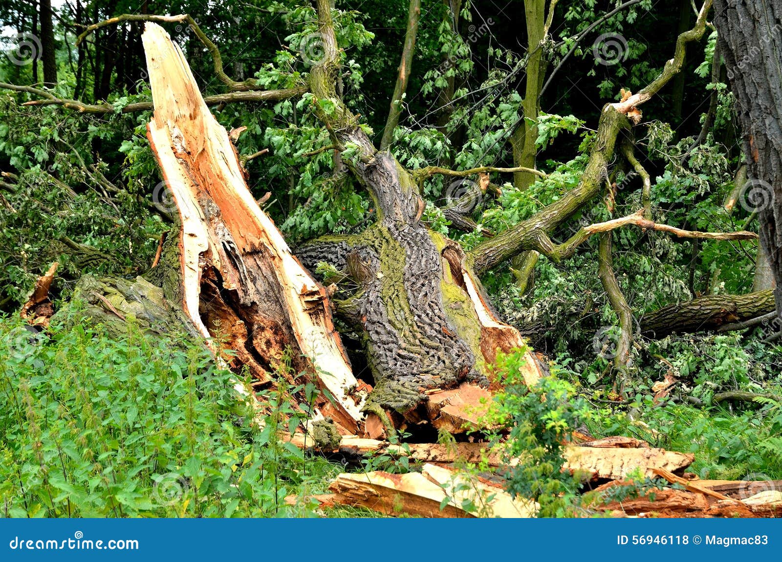 Damaged tree. stock photo. Image of tornado, outdoors - 56946118