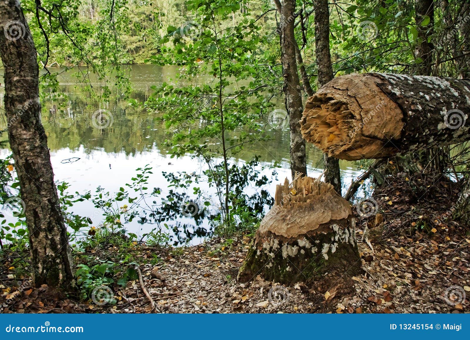 Damaged tree in wood stock photo. Image of lake, damage - 13245154