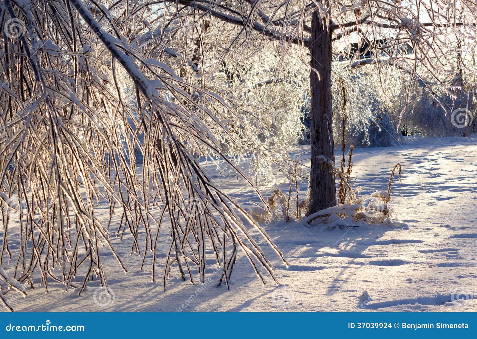 Damaged Trees after an Extreme Ice Storm. Stock Photo - Image of ...