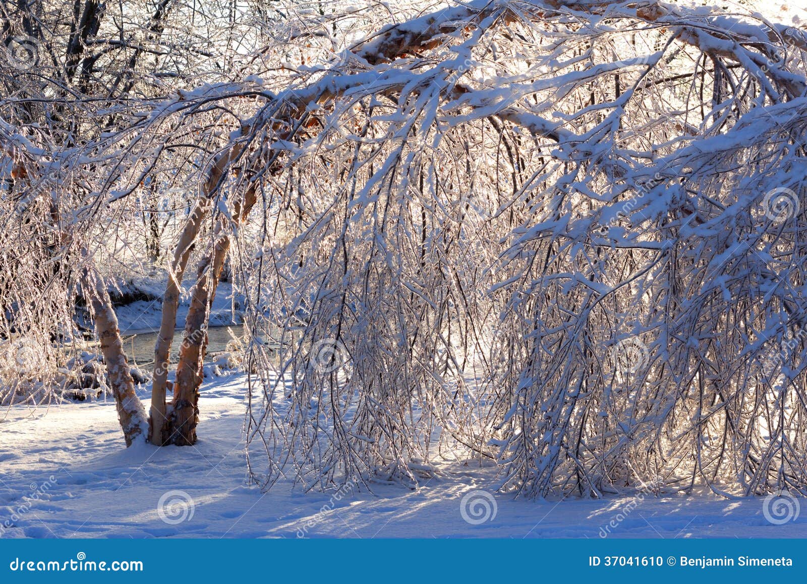 Damaged Trees after an Extreme Ice Storm. Stock Photo - Image of cold ...