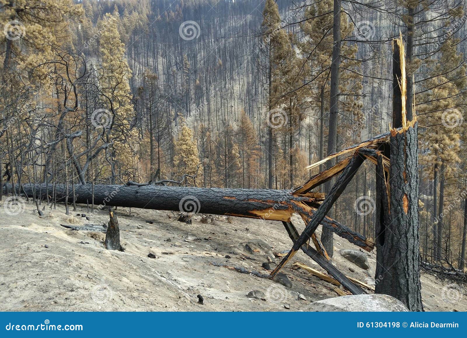 Damaged Trees from Wildfire Stock Photo - Image of trees, burned: 61304198