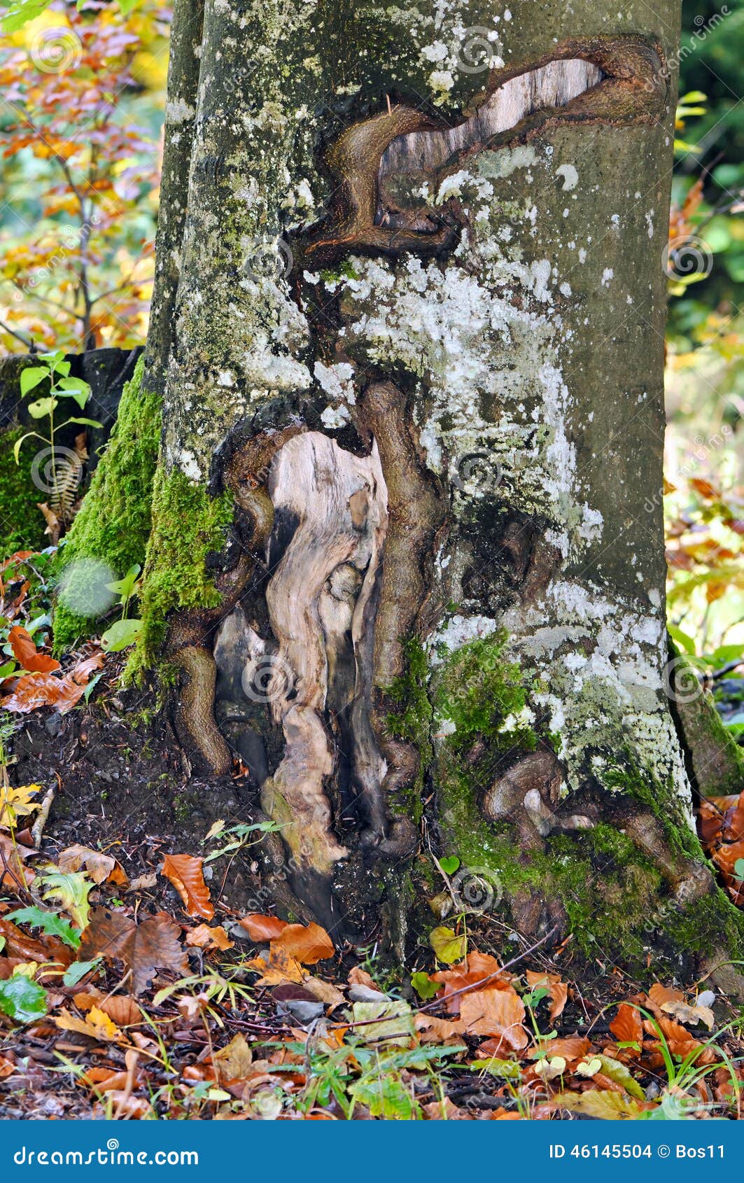Damaged Trunk Of A Beech Tree With A Thick Callus Layer Stock Image ...