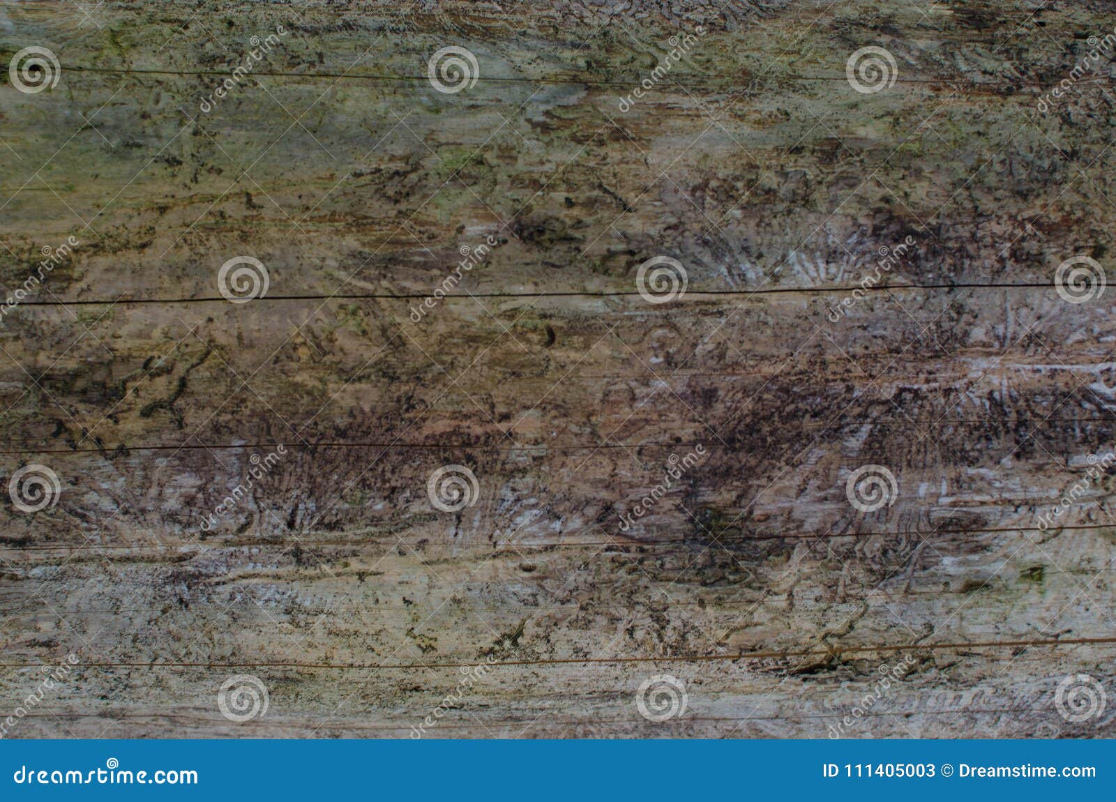 Damaged Trunk of a Fir Tree. Fir Tree Trunk without Bark Stock Image ...