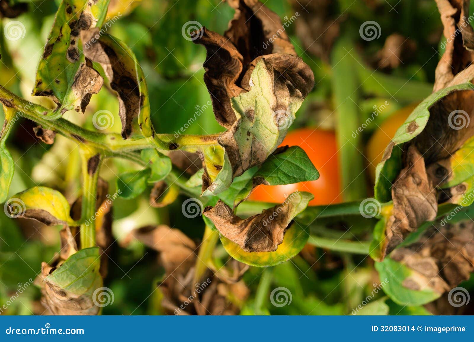 Damaged Vegetable Leafs stock photo. Image of leafs, effect - 32083014