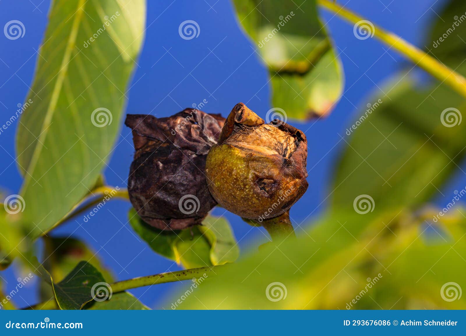 Damaged Walnut Due To Pests on the Tree Stock Photo - Image of outdorr ...
