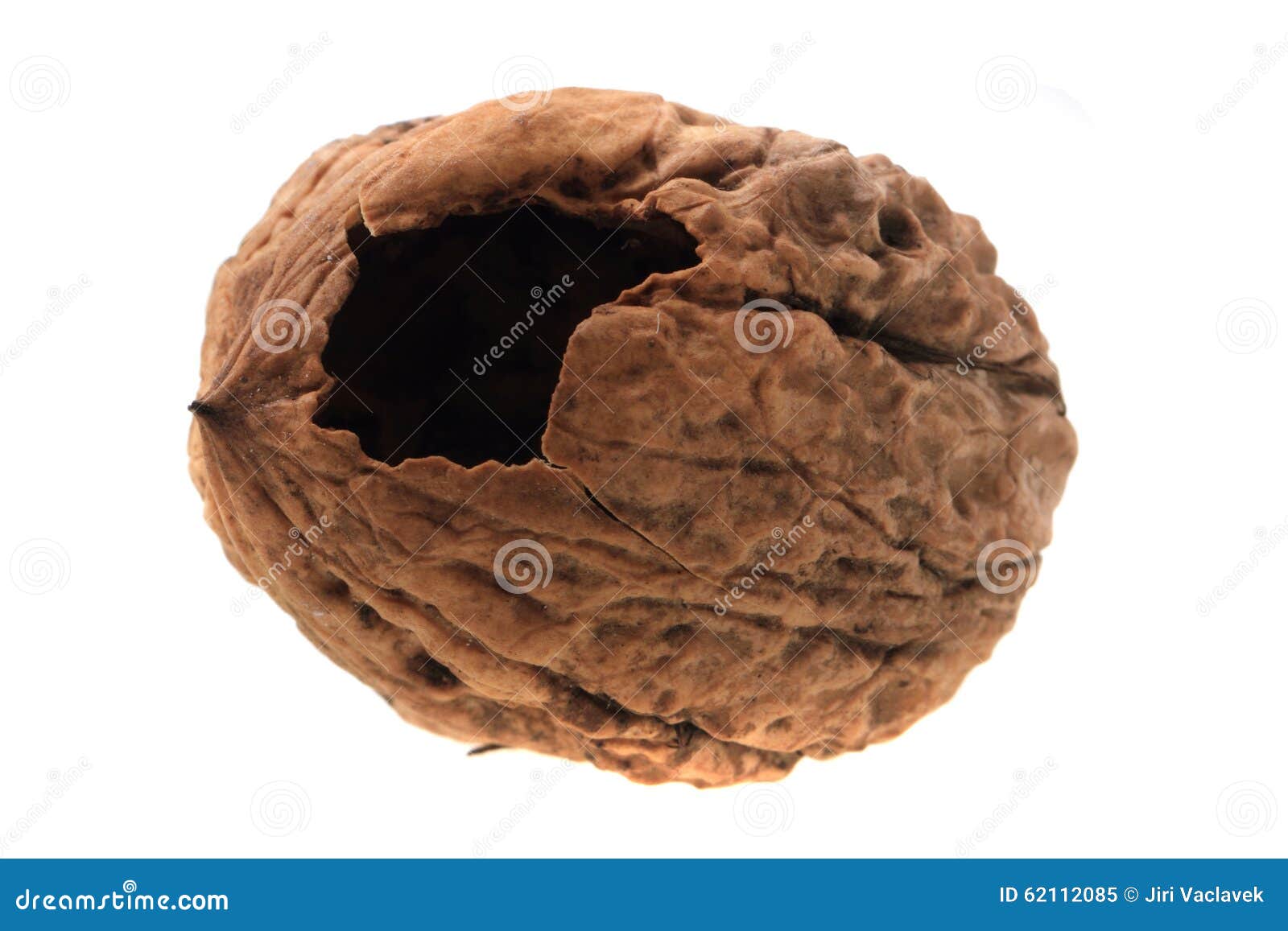 Damaged walnut isolated stock image. Image of natural - 62112085