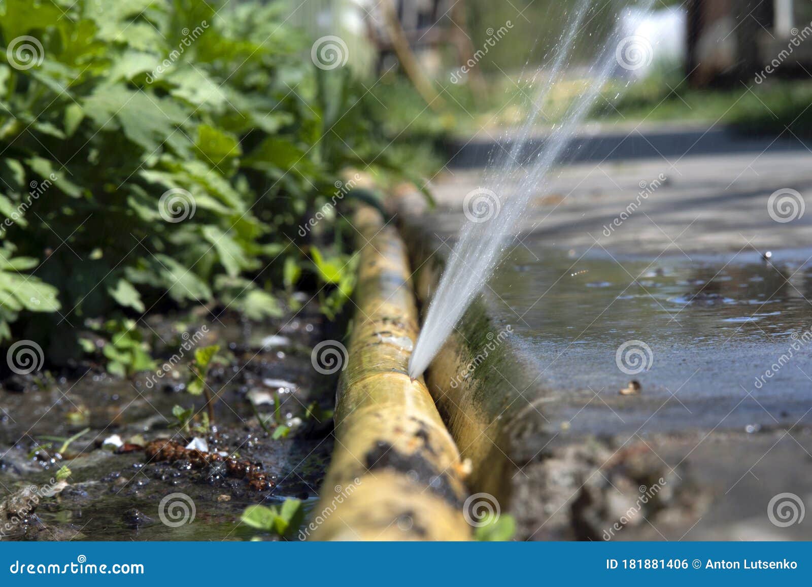 Damaged Watering Hose from Which Water Splashes Stock Photo - Image of ...