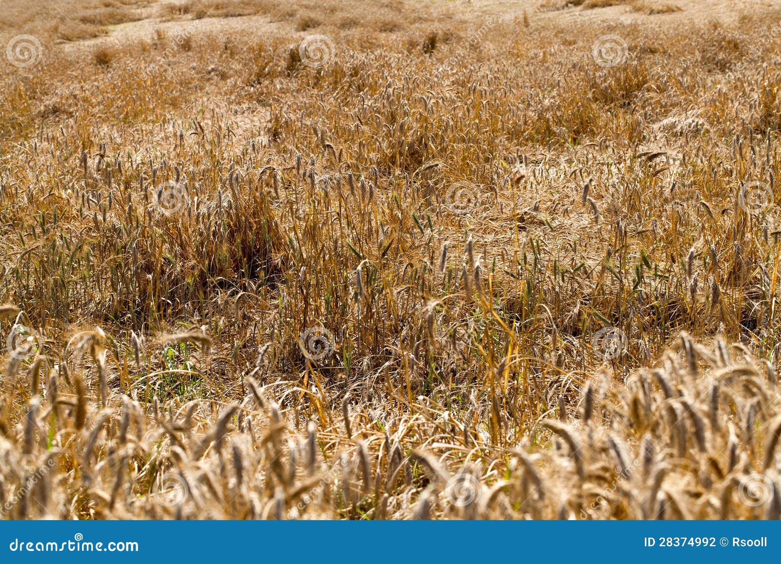 Damaged wheat stock photo. Image of lying, field, food - 28374992