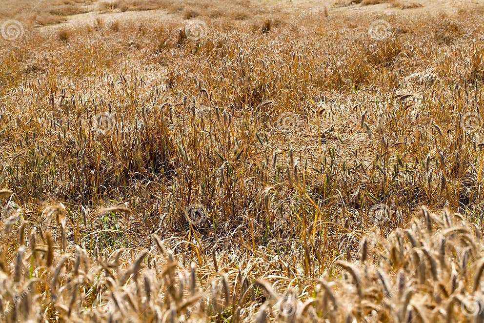 Damaged wheat stock photo. Image of lying, field, food - 28374992