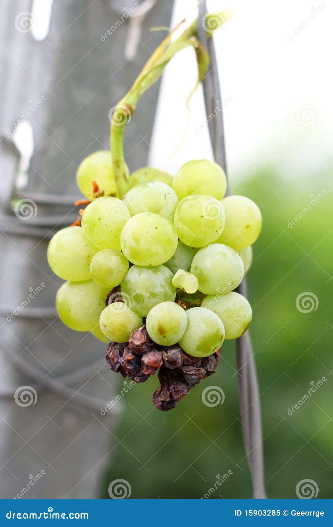 Damaged white grapes stock image. Image of land, production - 15903285