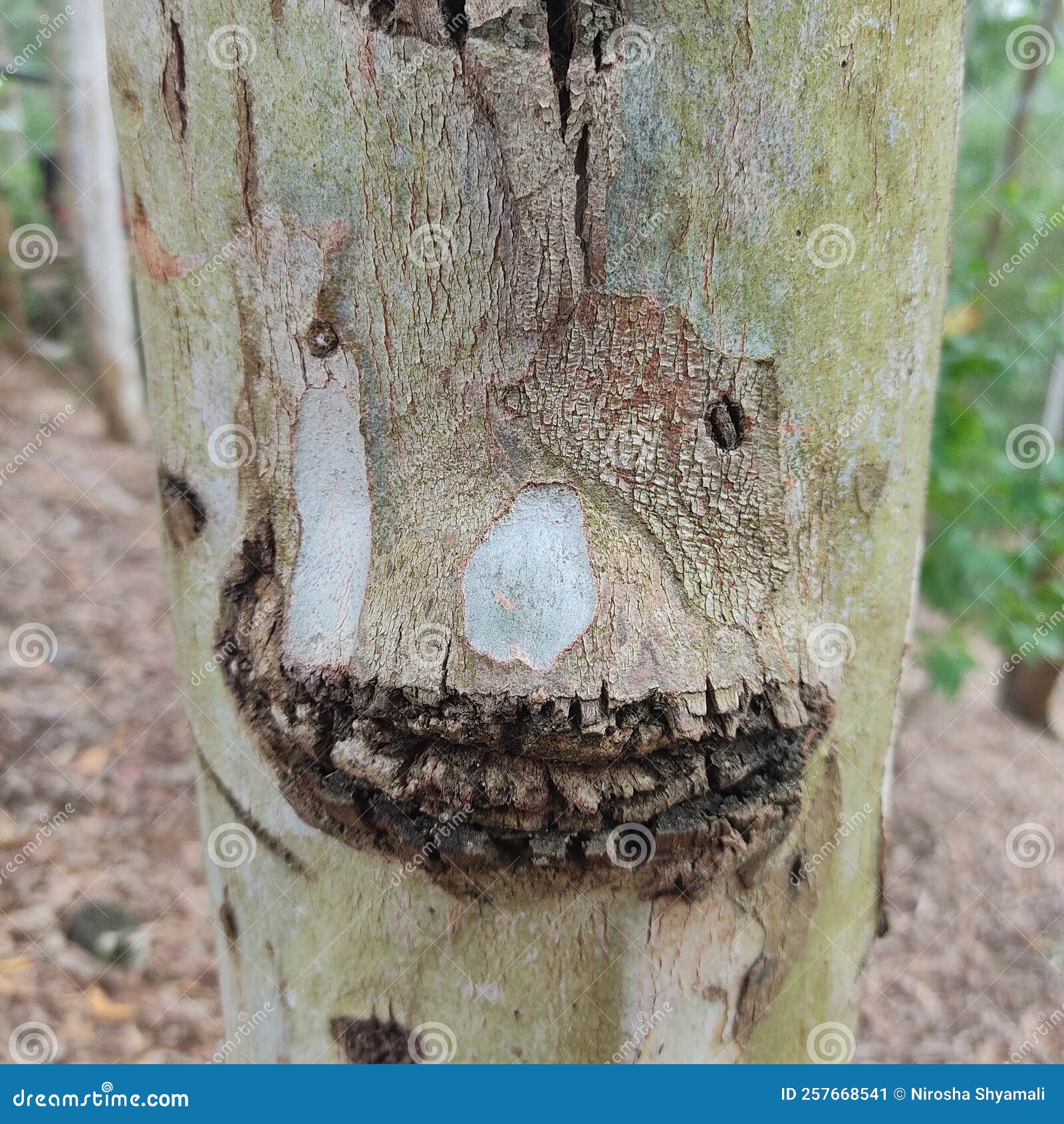 Funny Smilling Face on a Tree Stock Image - Image of flower, leaf ...