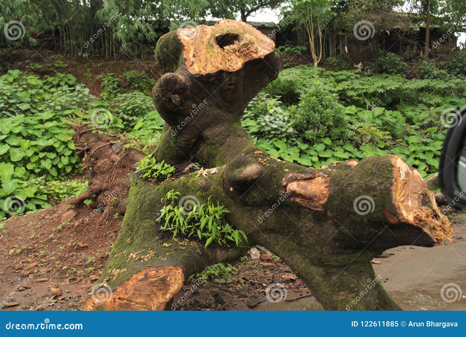 Damaging Environment by Cutting Tree Stock Image - Image of carbon ...