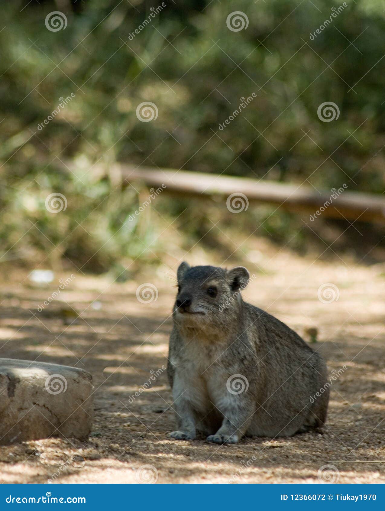 Daman-1 stock photo. Image of africa, serengeti, safari - 12366072