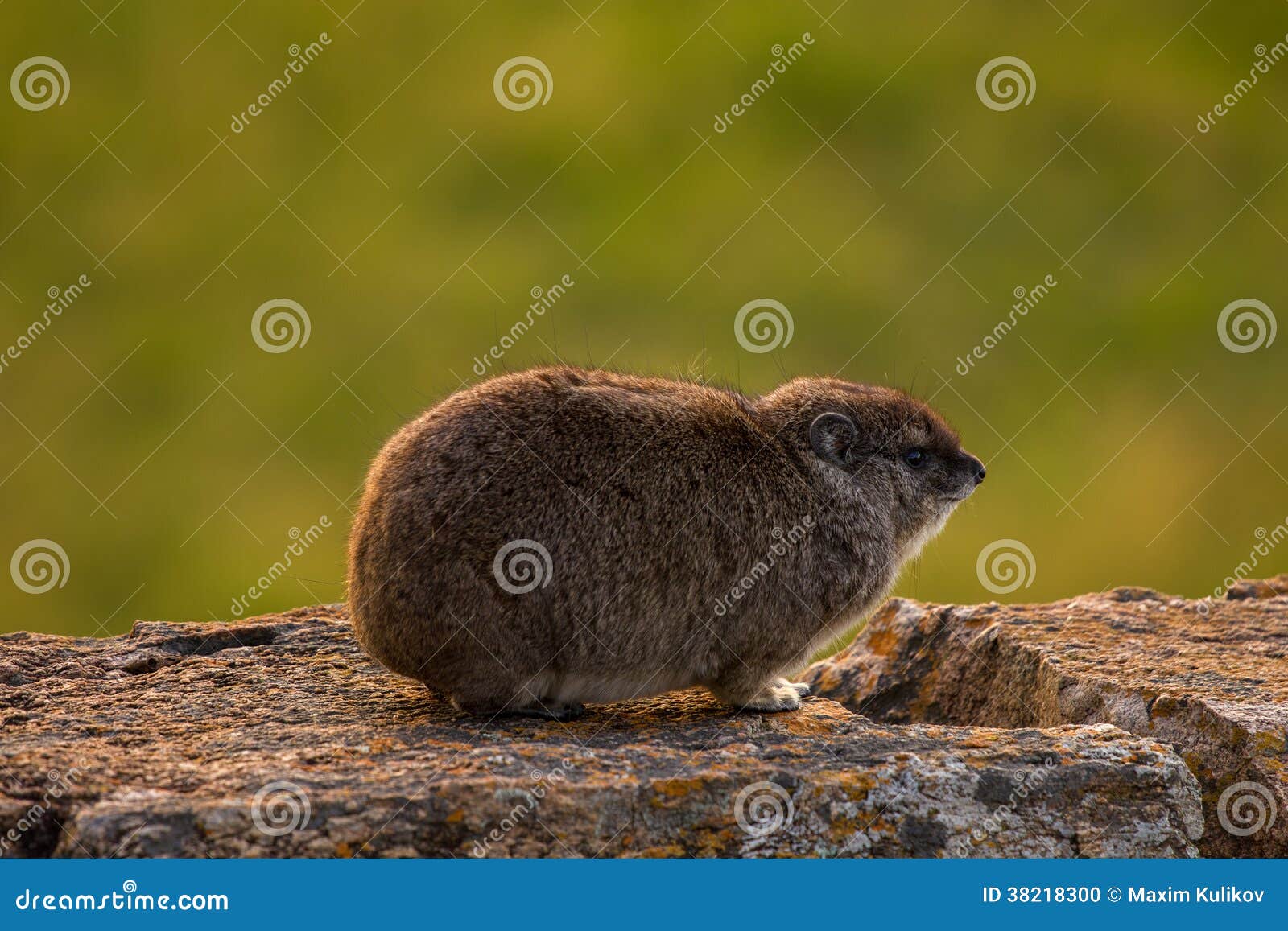 Daman Hyrax Hyracoidea Procaviidae Arkivfoto - Bild av savann, natur ...