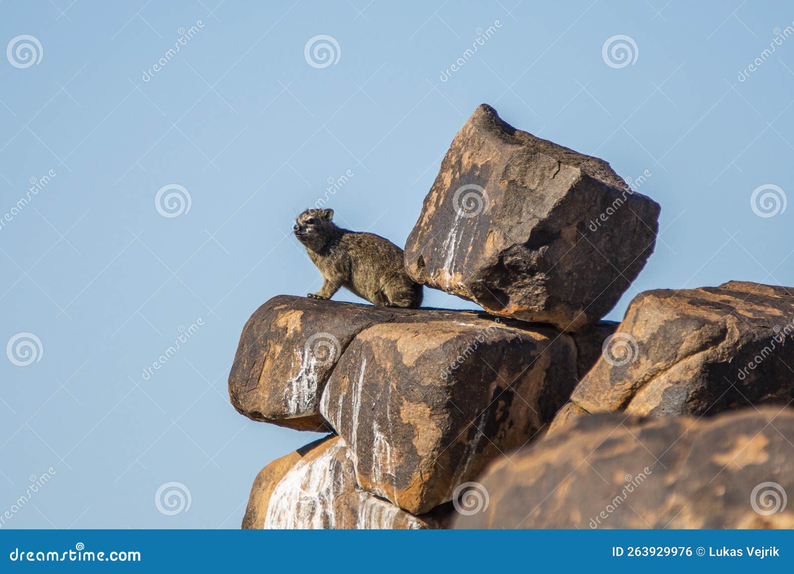 The Daman, Procavia Capensis, on the Rocks in Namibia Stock Photo ...