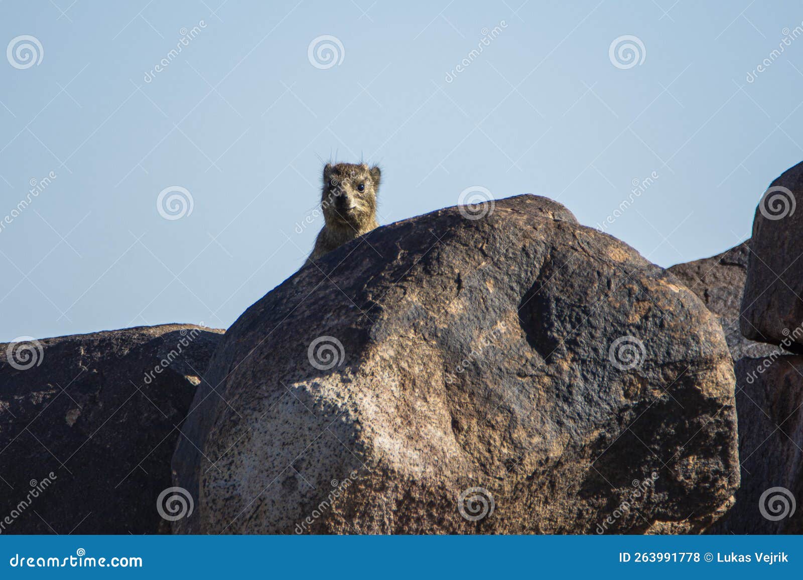 The Daman on the Rocks in Namibia, South Africe Stock Photo - Image of ...