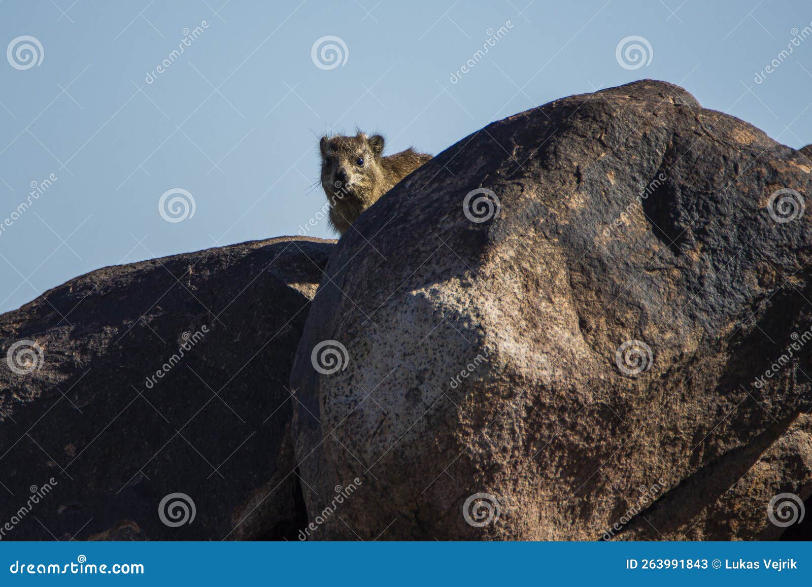The Daman on the Rocks in Namibia, South Africe Stock Image - Image of ...
