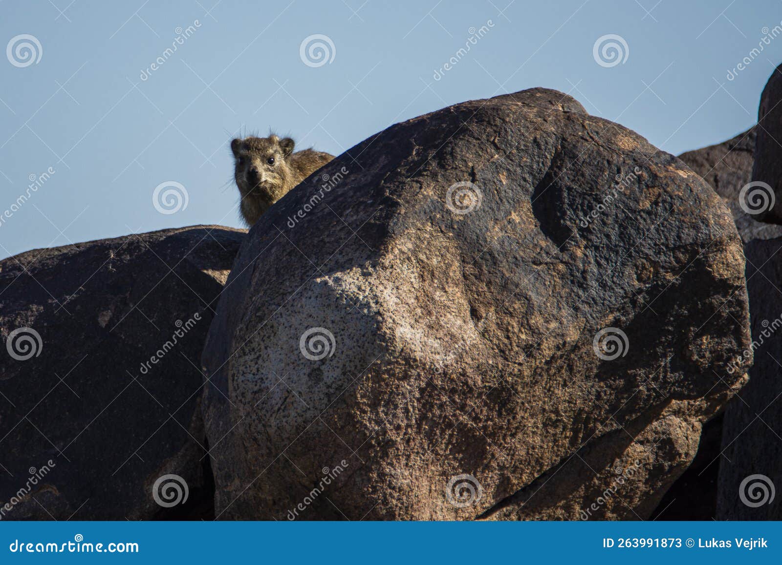 The Daman on the Rocks in Namibia, South Africe Stock Image - Image of ...