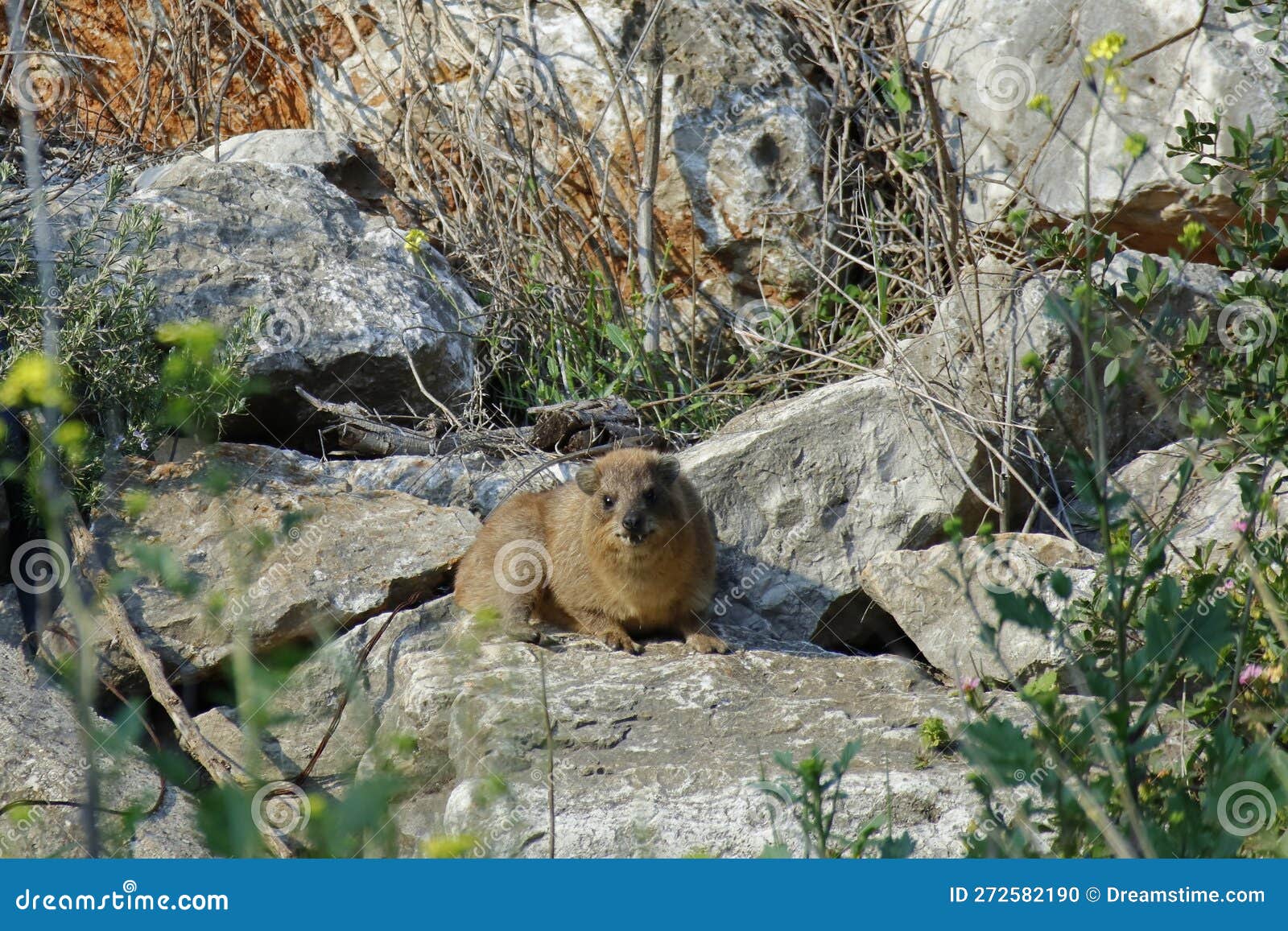 Daman Rock Rabbit on the Stone. Animal Stock Photo - Image of rock ...