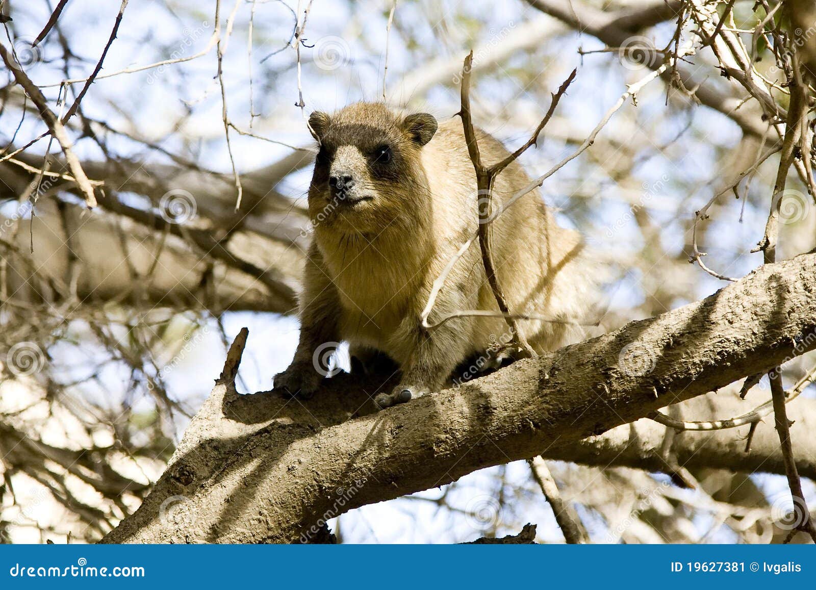 Daman on a Tree in Ein Gedi Stock Image - Image of attraction, leaves ...