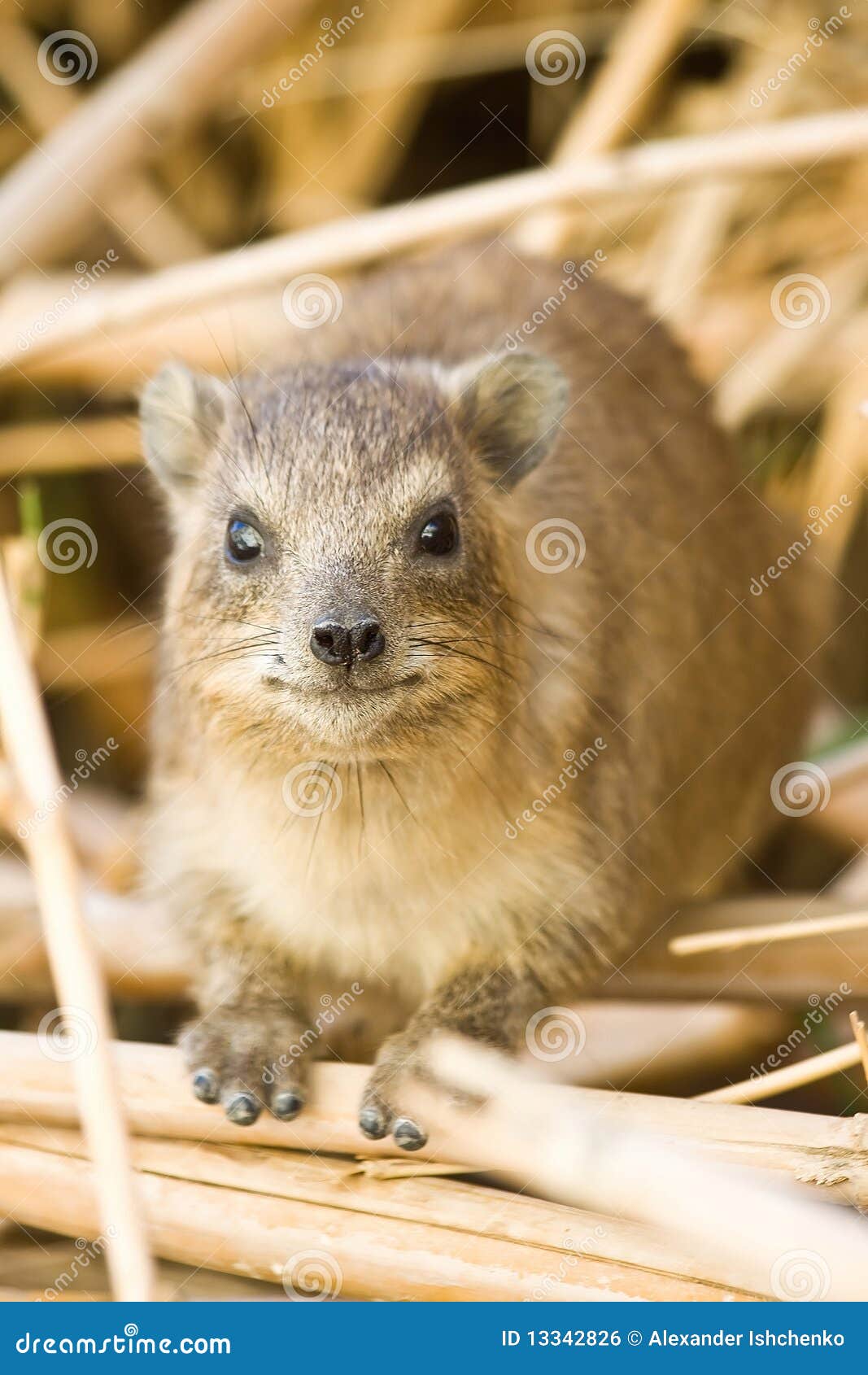 Damans portrait. stock photo. Image of close, brown, africa - 13342826