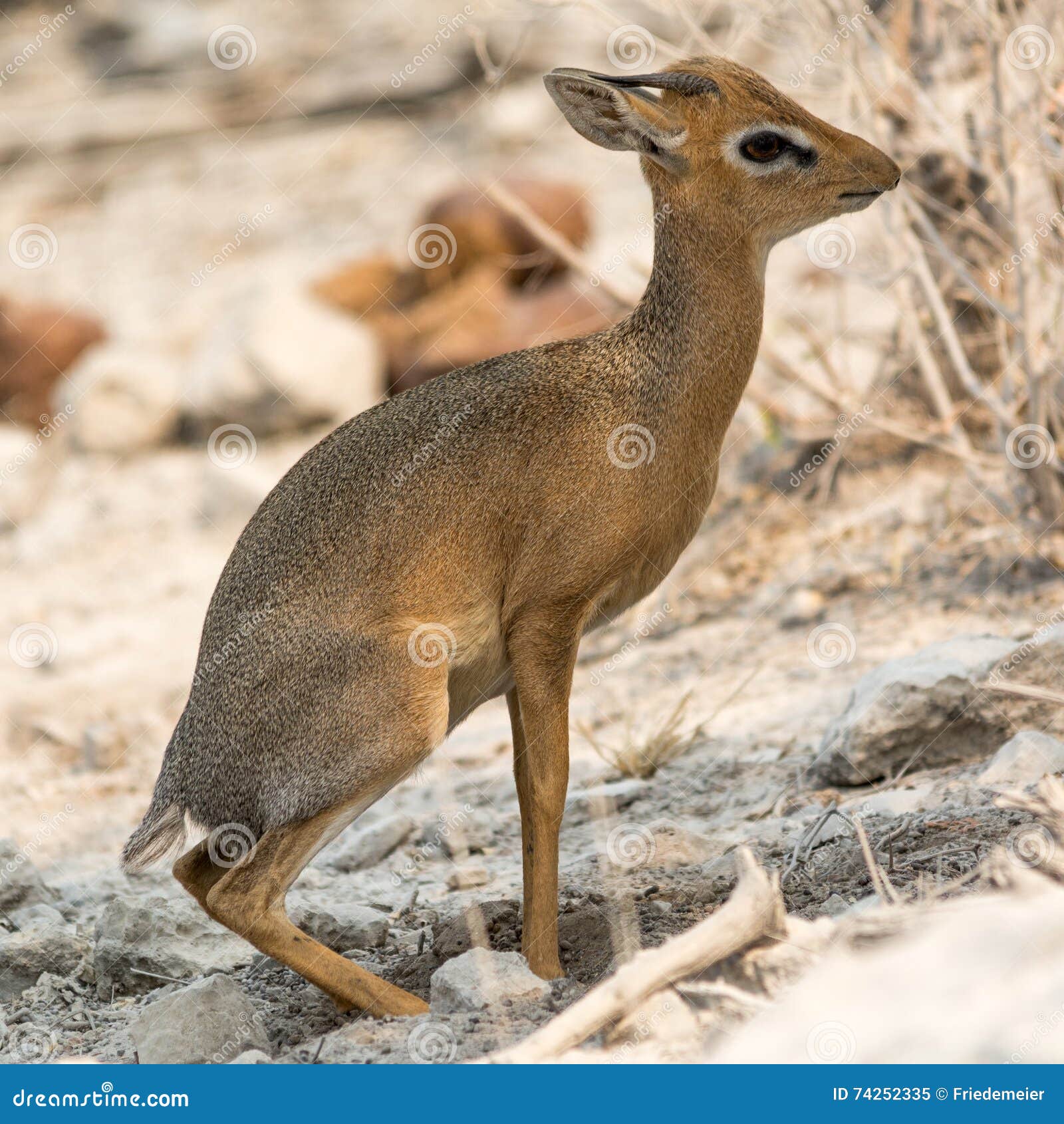 Damara Dik Dik fotografering för bildbyråer. Bild av anhydrous - 74252335