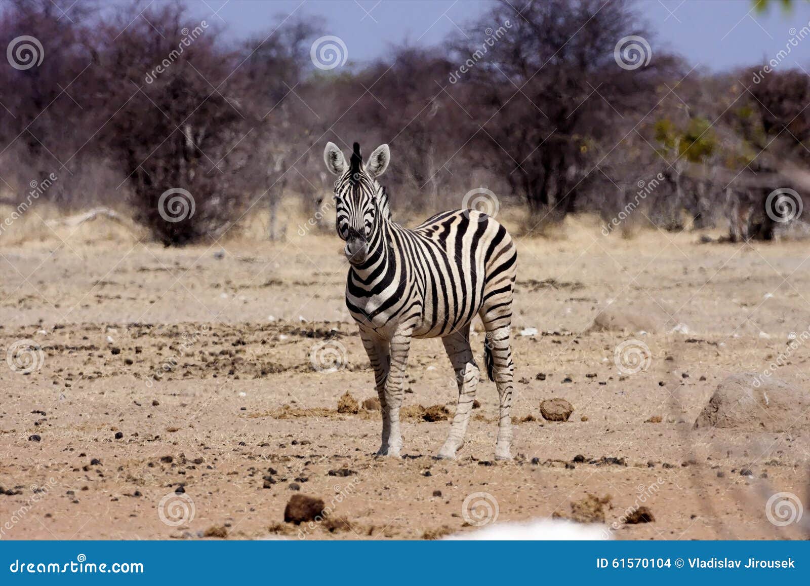 Damara Zebra, Equus Burchelli Antiquorum, in the Bush Namibia Stock ...