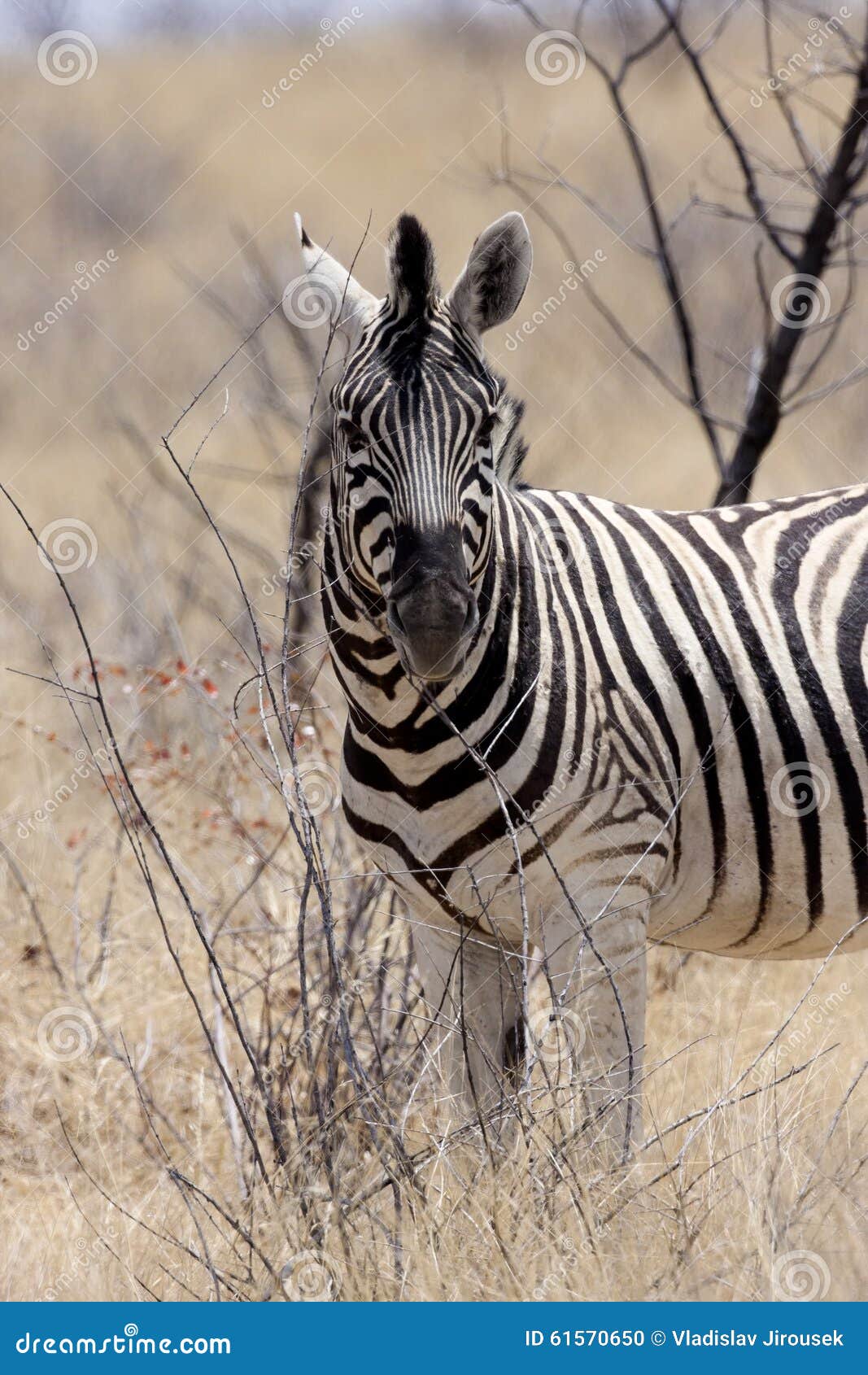 Damara Zebra, Equus Burchelli Antiquorum, in the Bush Namibia Stock ...