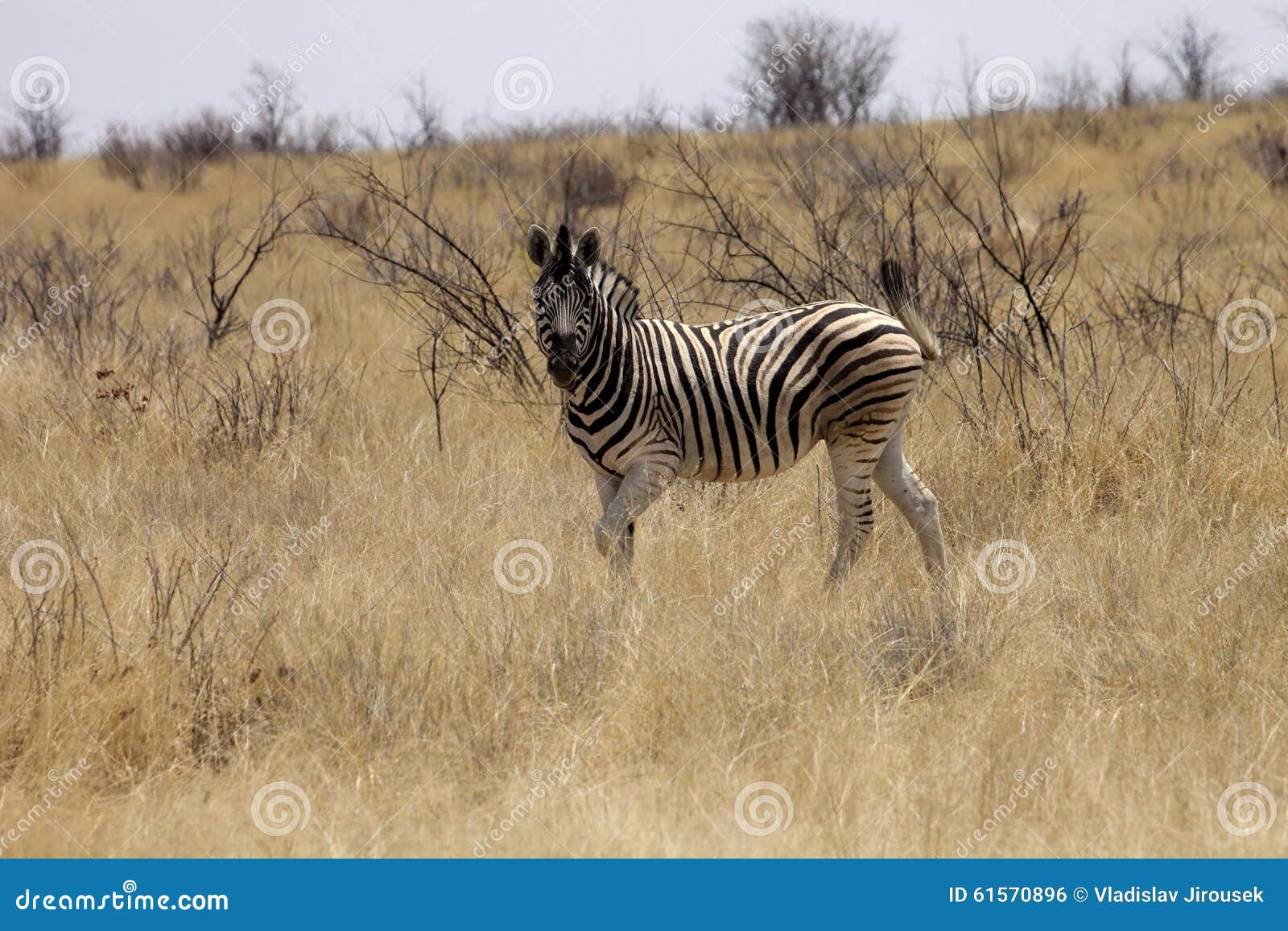 Damara Zebra, Equus Burchelli Antiquorum, in the Bush Namibia Stock ...