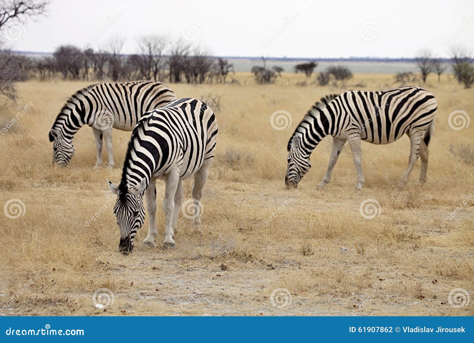 Damara Zebra, Equus Burchelli Etosha, Namibia Stock Photo - Image of ...