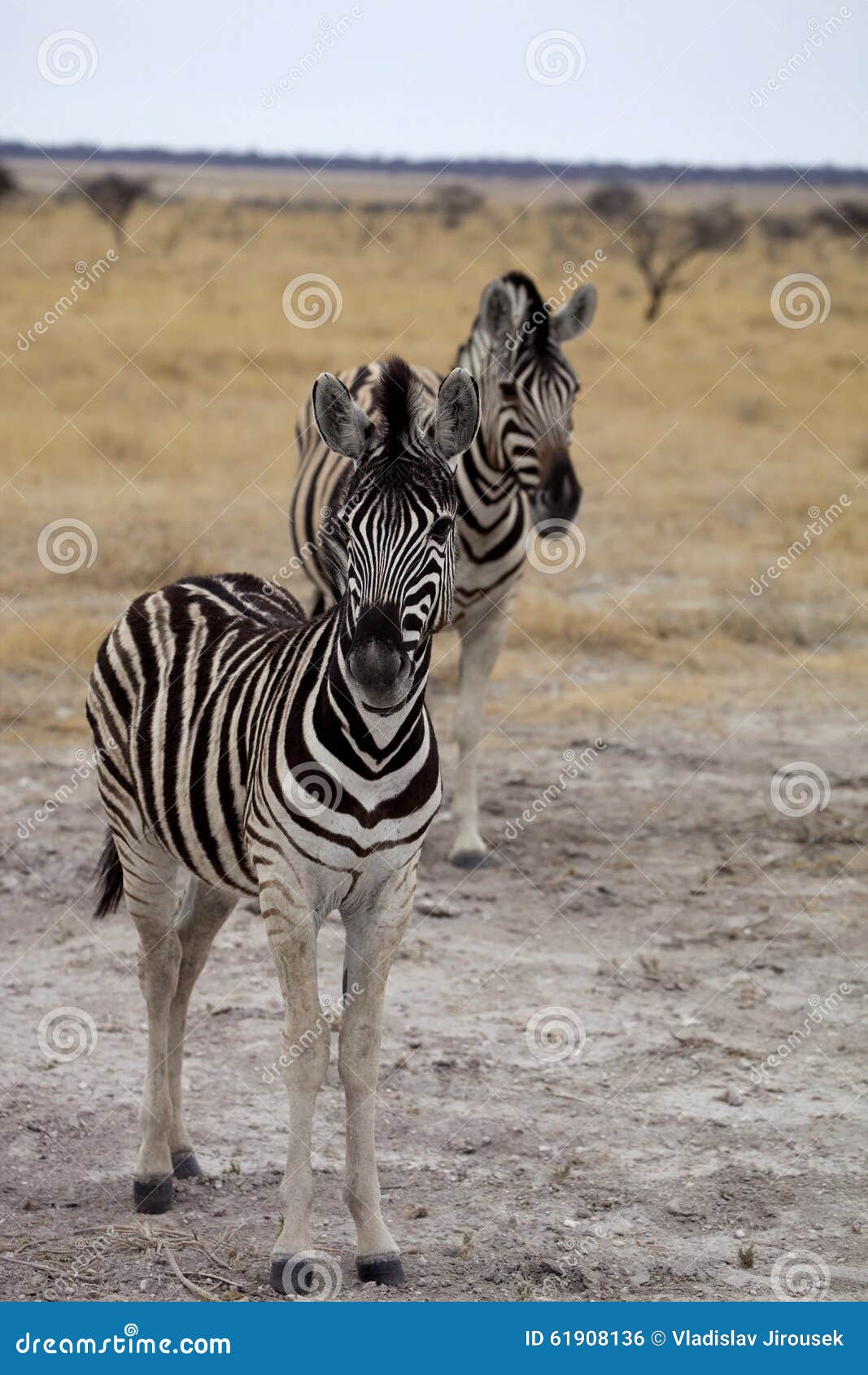 Damara Zebra, Equus Burchelli Etosha, Namibia Stock Photo - Image of ...