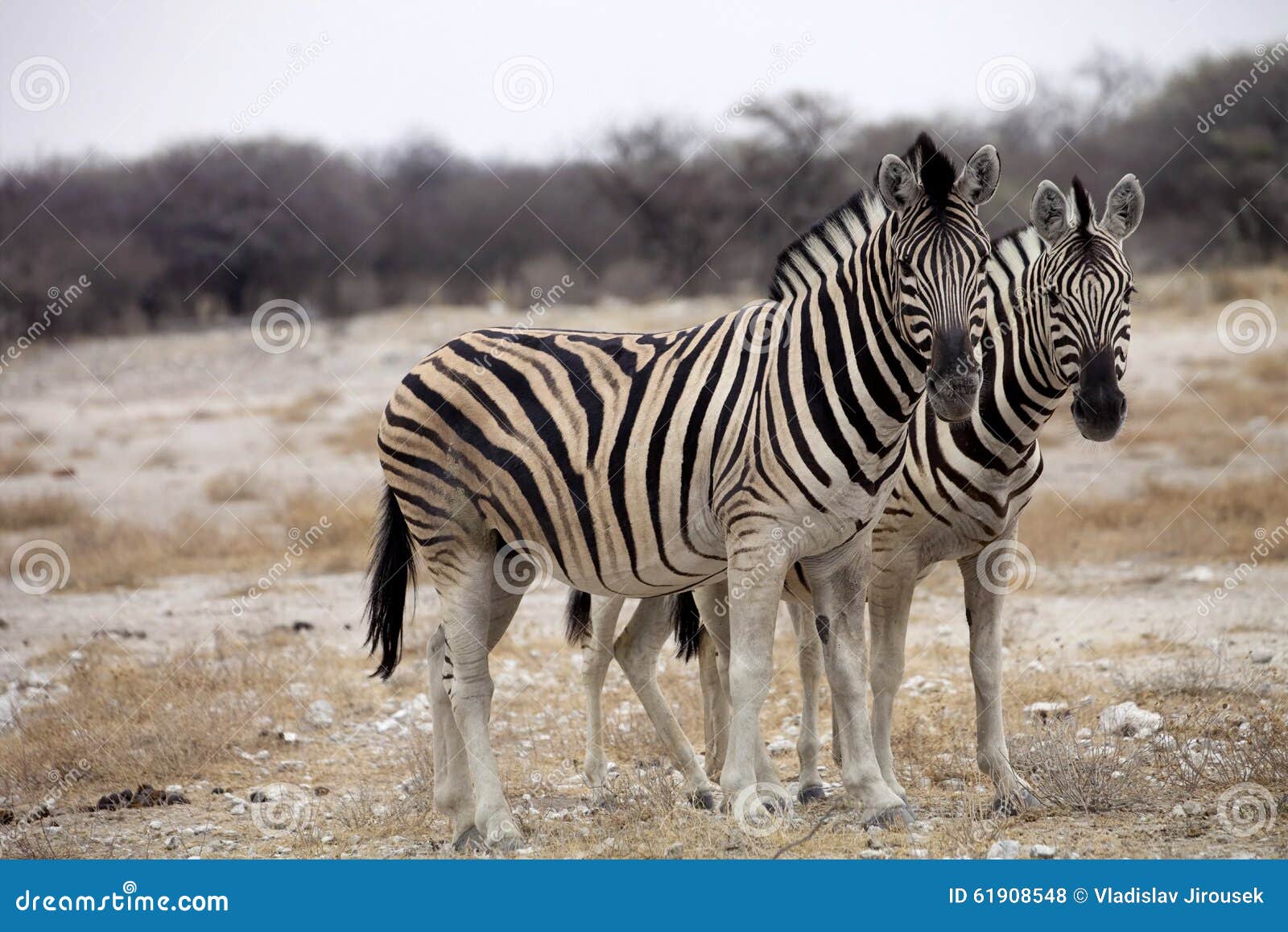 Damara Zebra, Equus Burchelli Herd in Steppe, Etosha, Namibia Stock ...