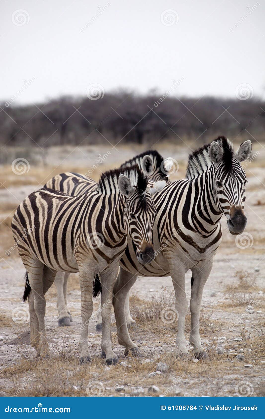 Damara Zebra, Equus Burchelli Herd in Steppe, Etosha, Namibia Stock ...