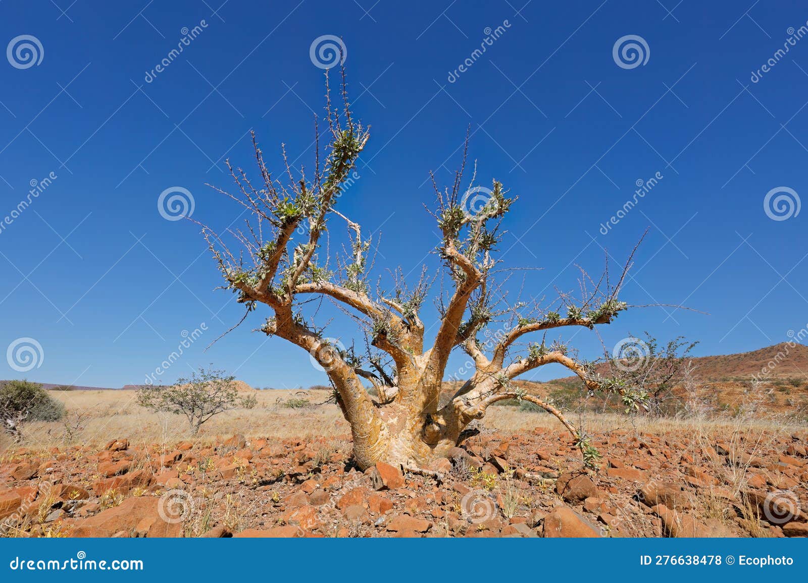 Damaraland Bottle Tree - Namibia Stock Photo - Image of tree, habitat ...