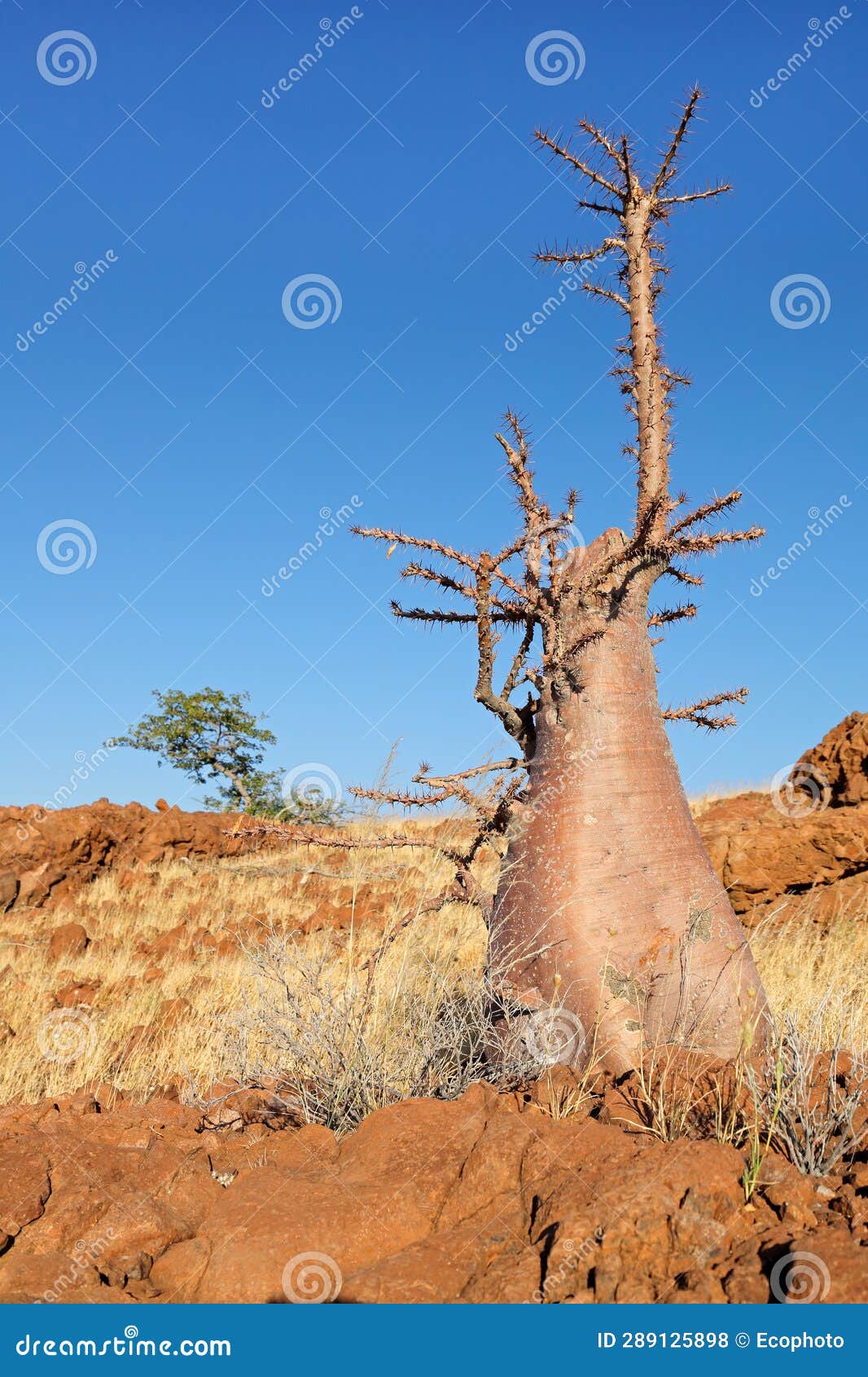 Bottle Tree Namibia Stock Photos - Free & Royalty-Free Stock Photos ...