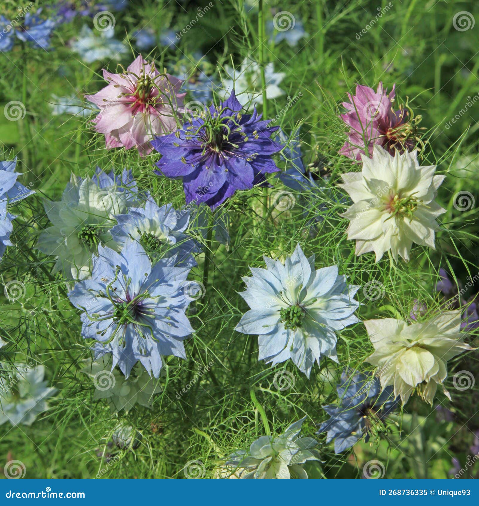 Damascus Cumin Flowers of Different Colors Stock Image - Image of ...